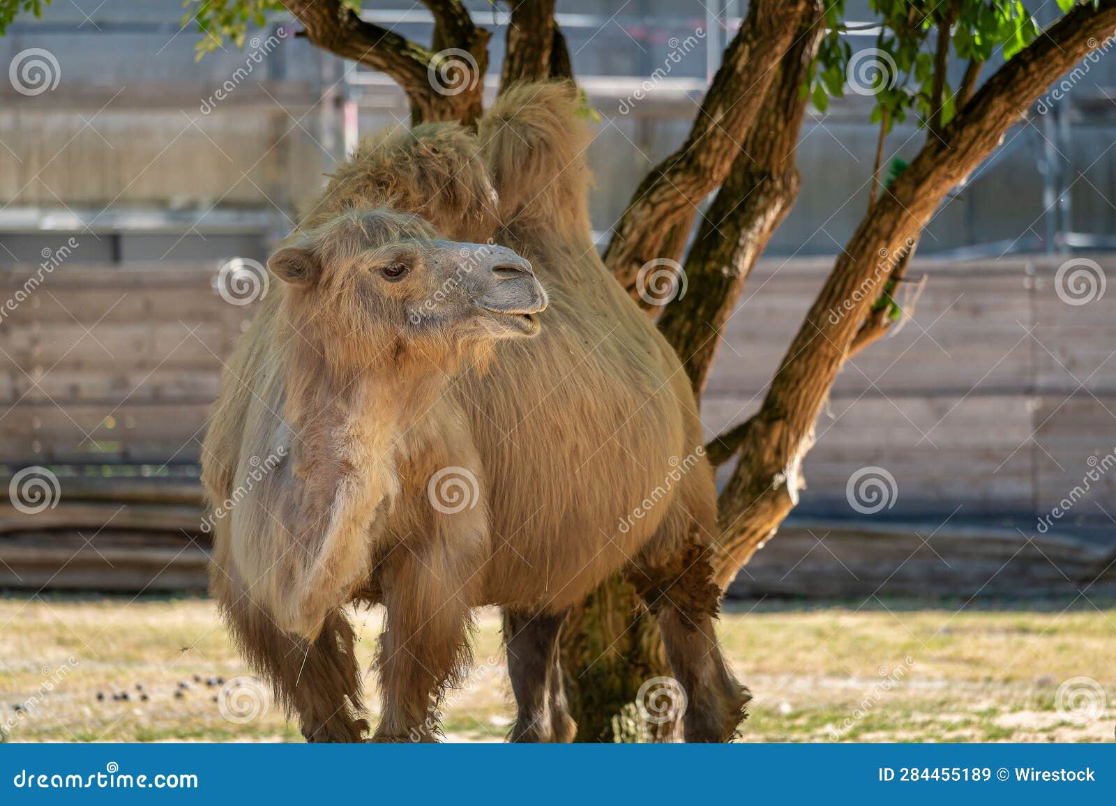 Camel Standing Majestically in a Sunny Grassland, with a Lush Tree ...