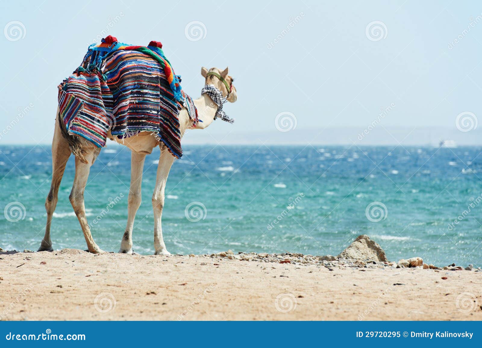 Camel at Red Sea beach stock image. Image of beauty, oriental - 29720295