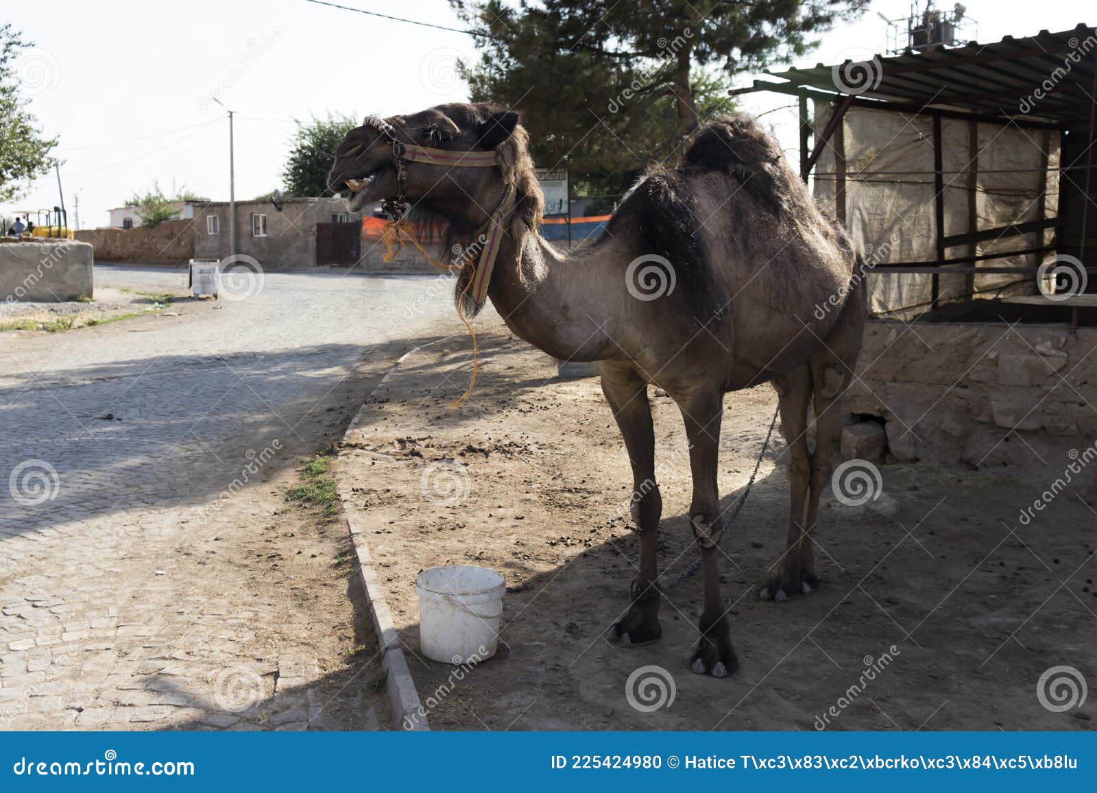 A Camel Standing by the Roadside in a Village Setting. Stock Photo ...