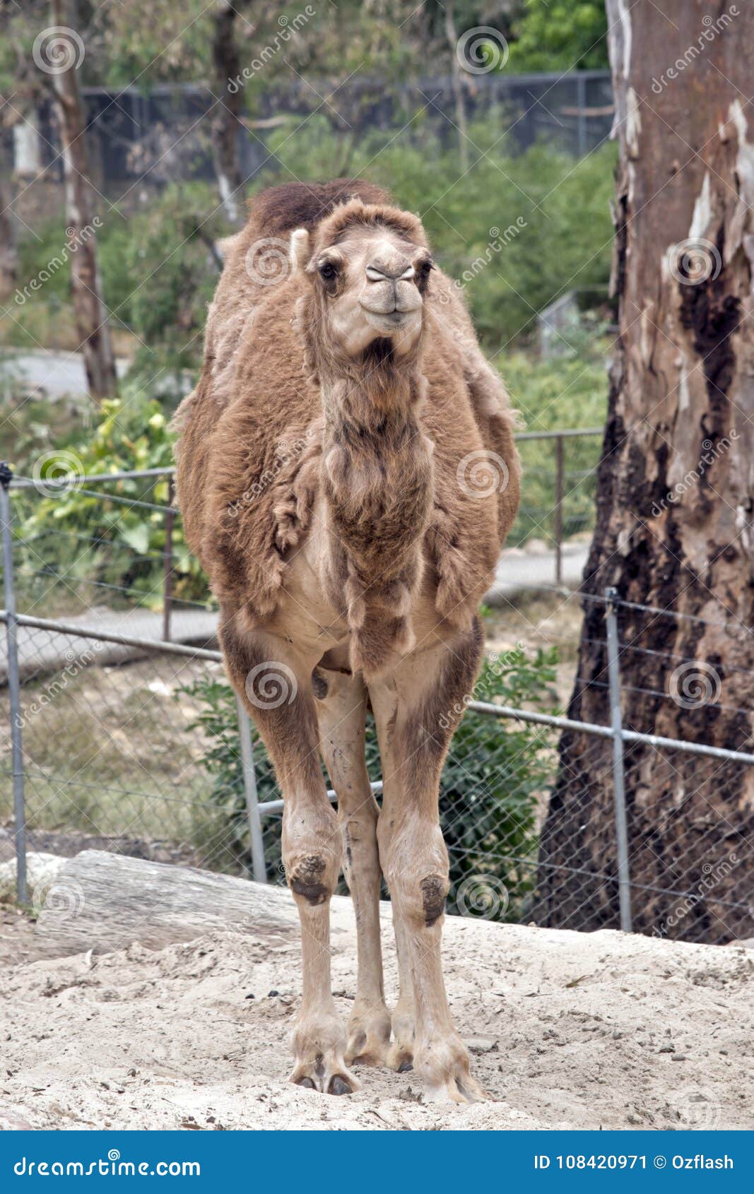 Camel is standing stock image. Image of australia, whiskers - 108420971
