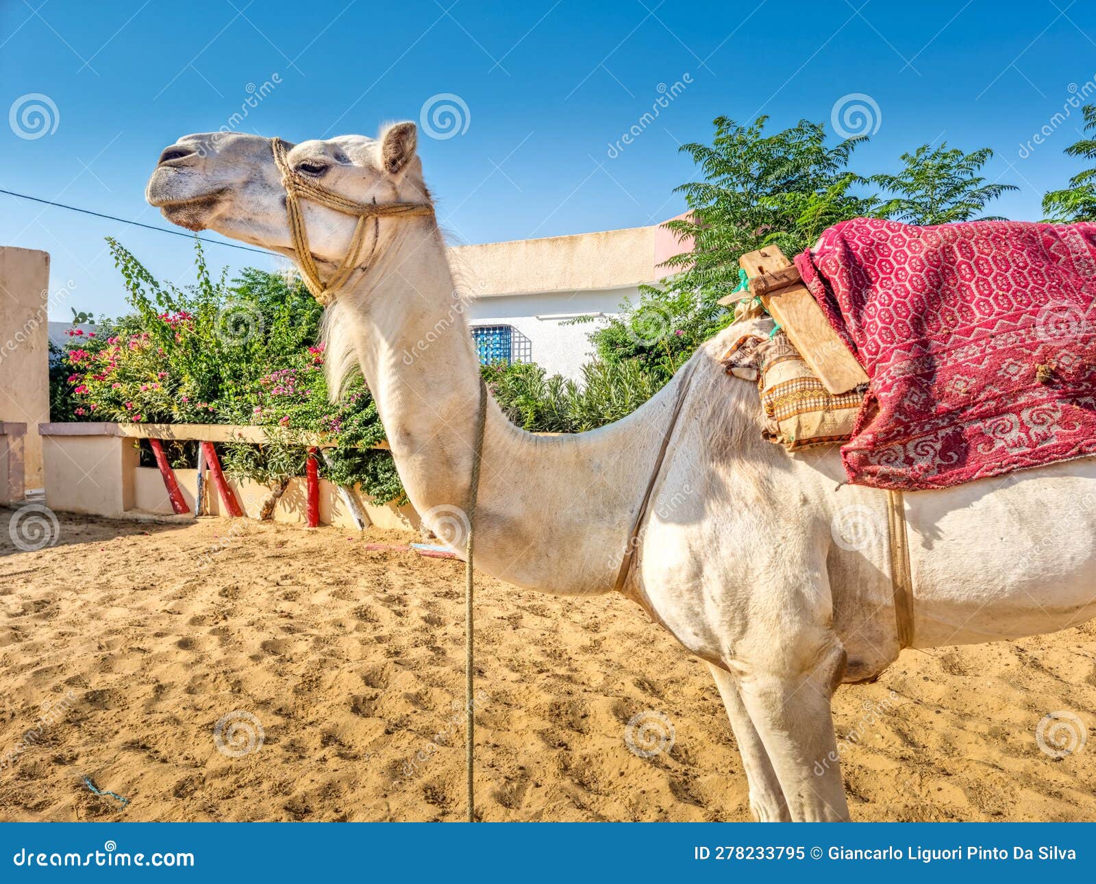 Camel Standing on a Sandy Landscape Stock Image - Image of brown ...