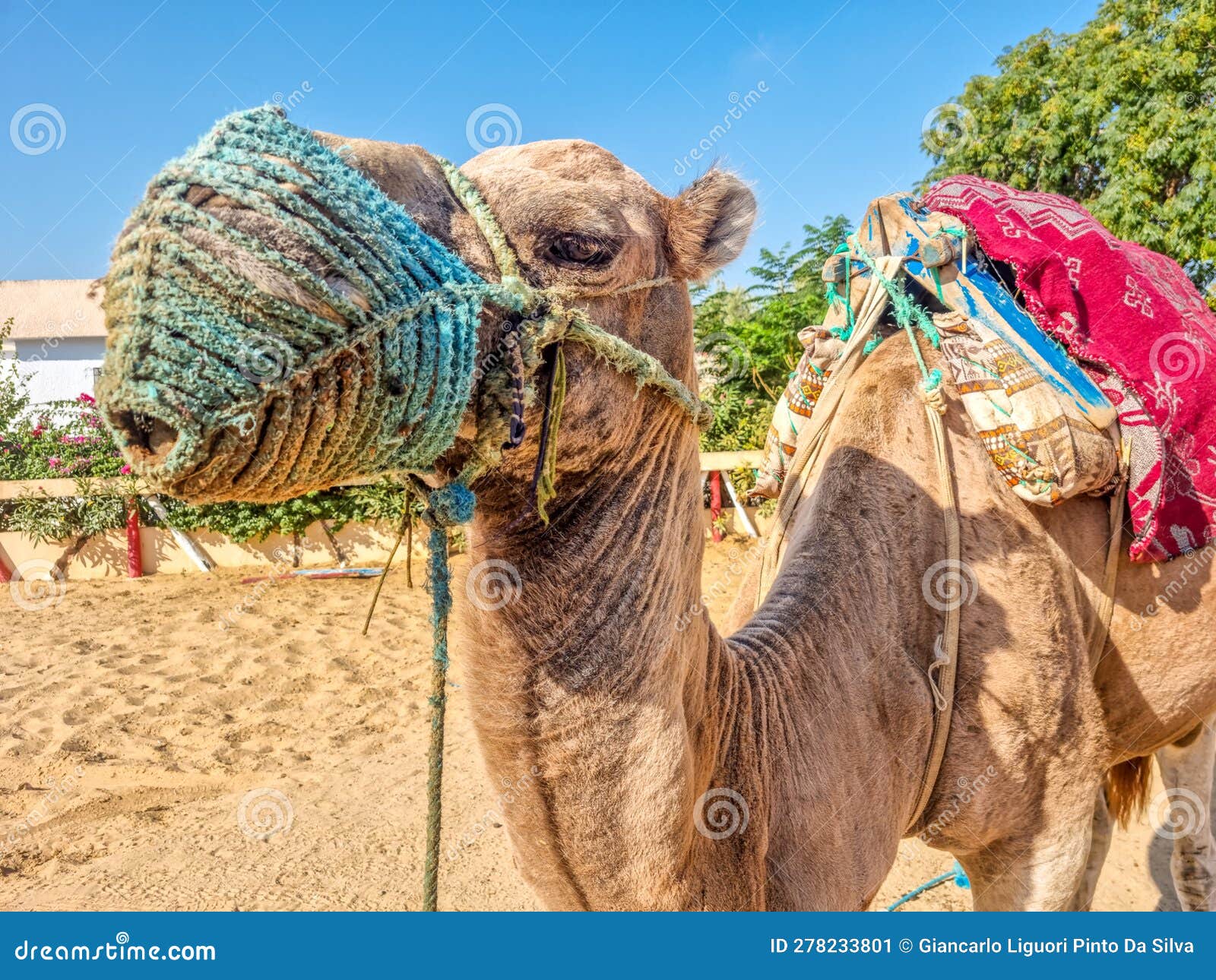 Camel Standing on a Sandy Landscape Stock Image - Image of moroccan ...