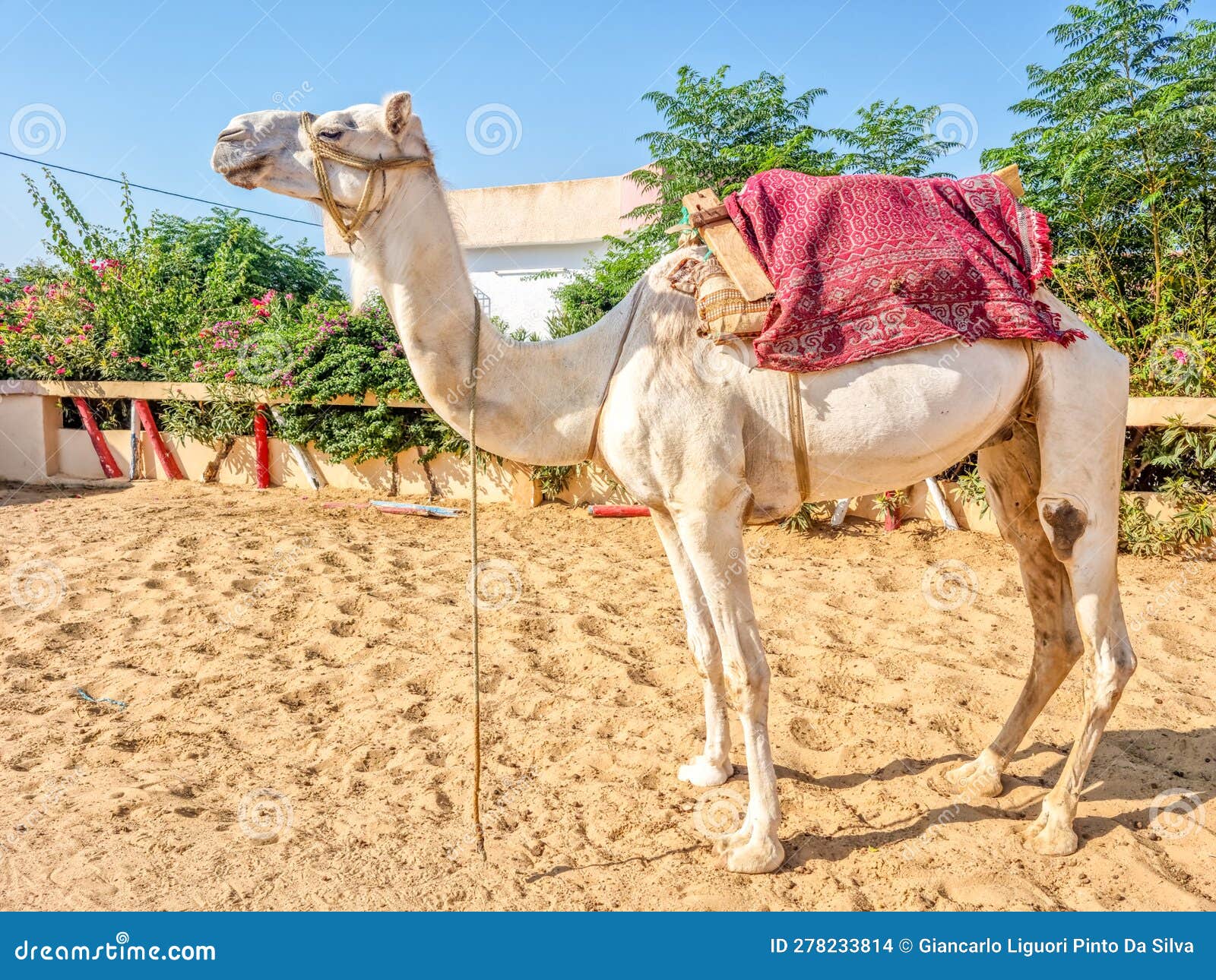 Camel Standing on a Sandy Landscape Stock Photo - Image of landscape ...