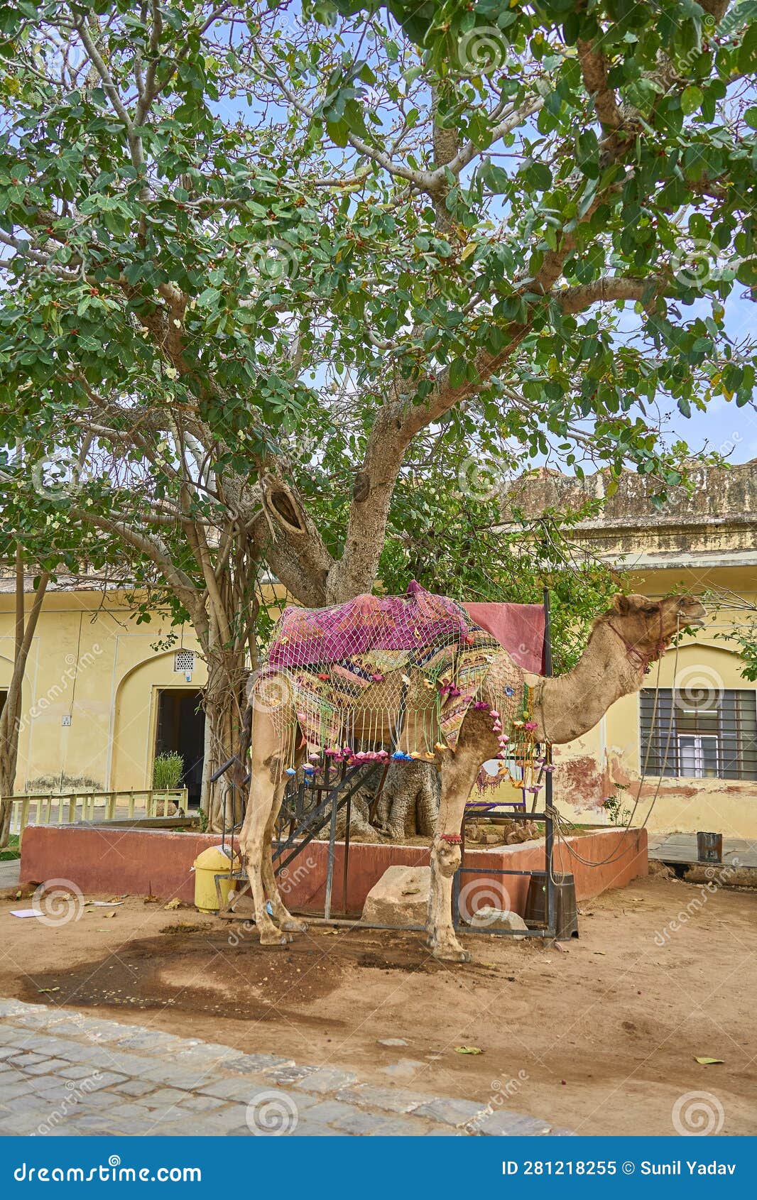 A Camel is Standing Under a Big Banyan Tree Stock Image - Image of ...