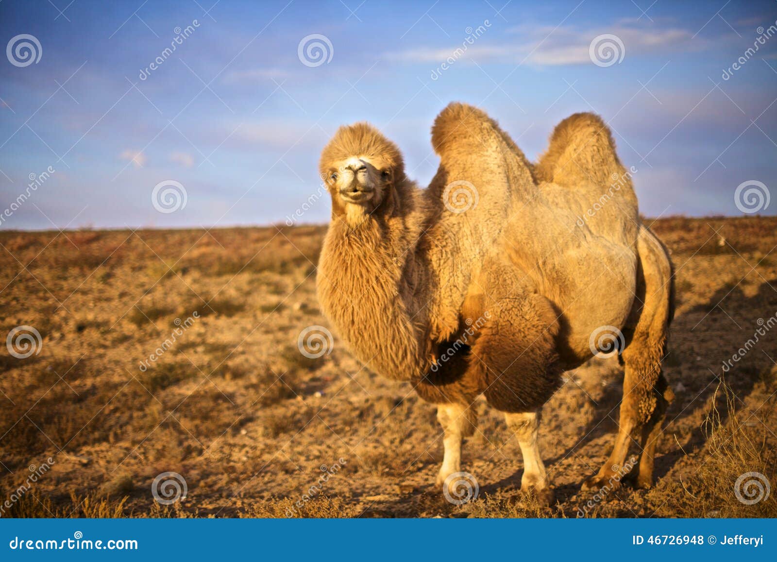 Camel stock photo. Image of blue, xinjiang, animal, camel - 46726948