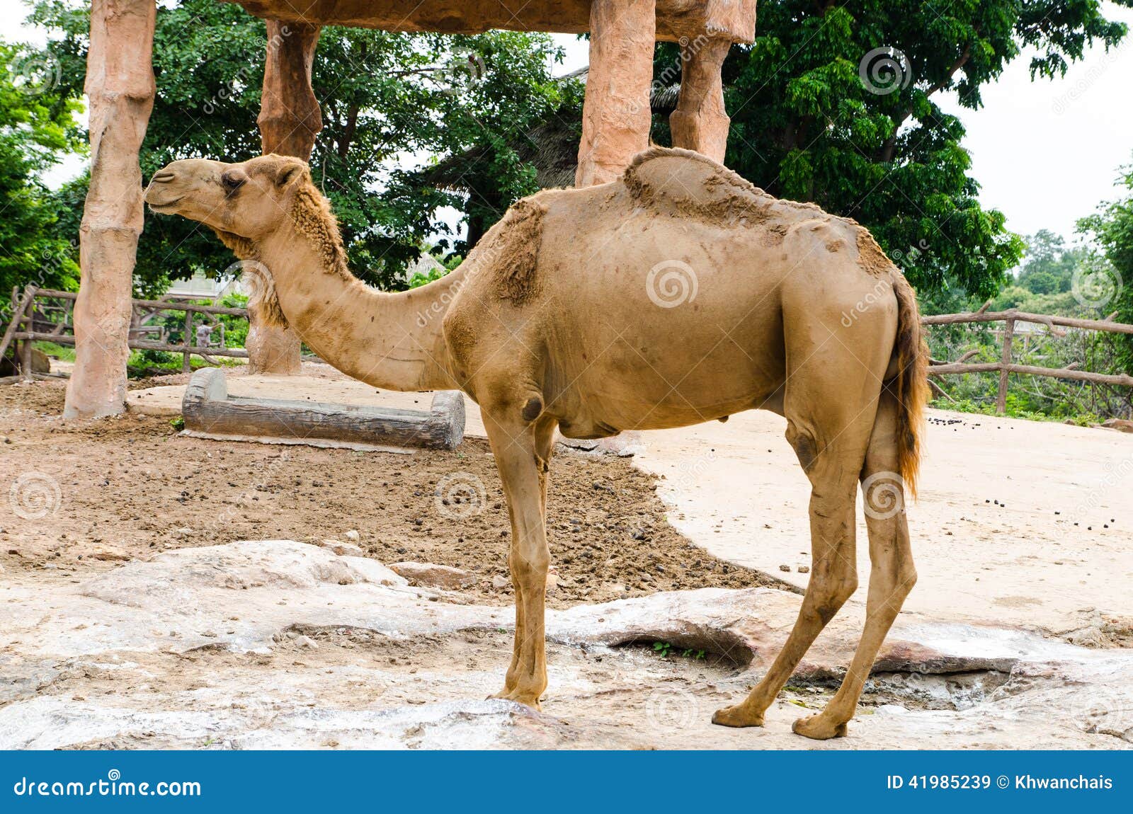 Camel standing stock image. Image of head, brown, nature - 41985239