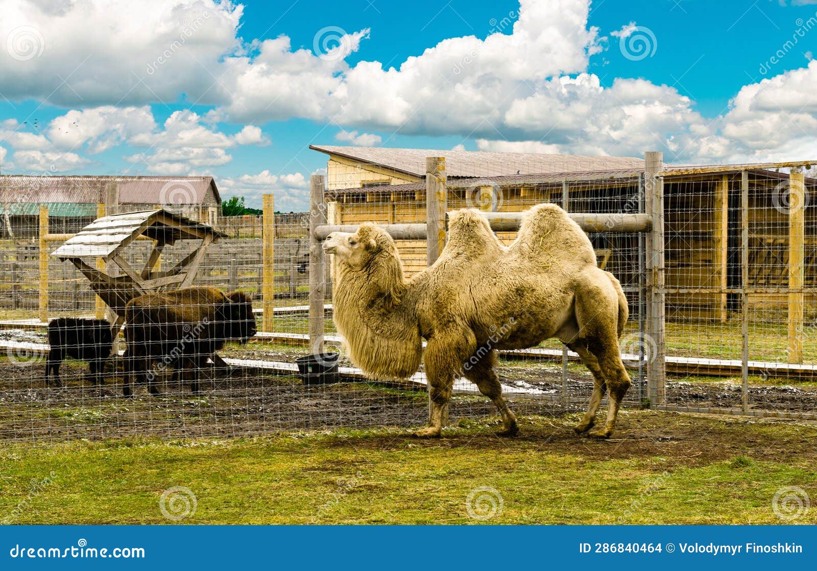 Camel left side. stock photo. Image of barn, mammal - 286840464