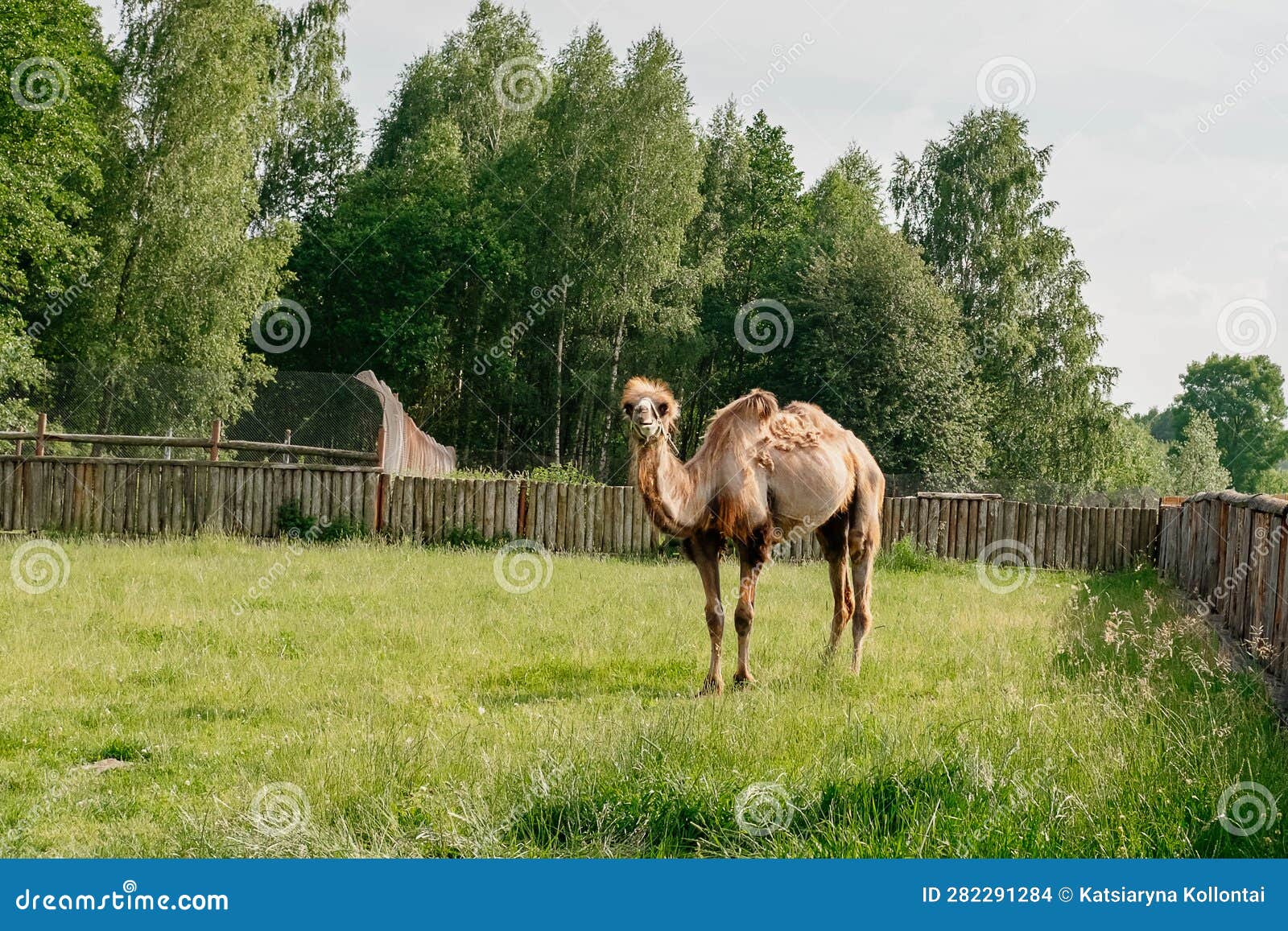 A Camel Stands on a Camel Farm on the Sand in a Zoo Stock Photo - Image ...