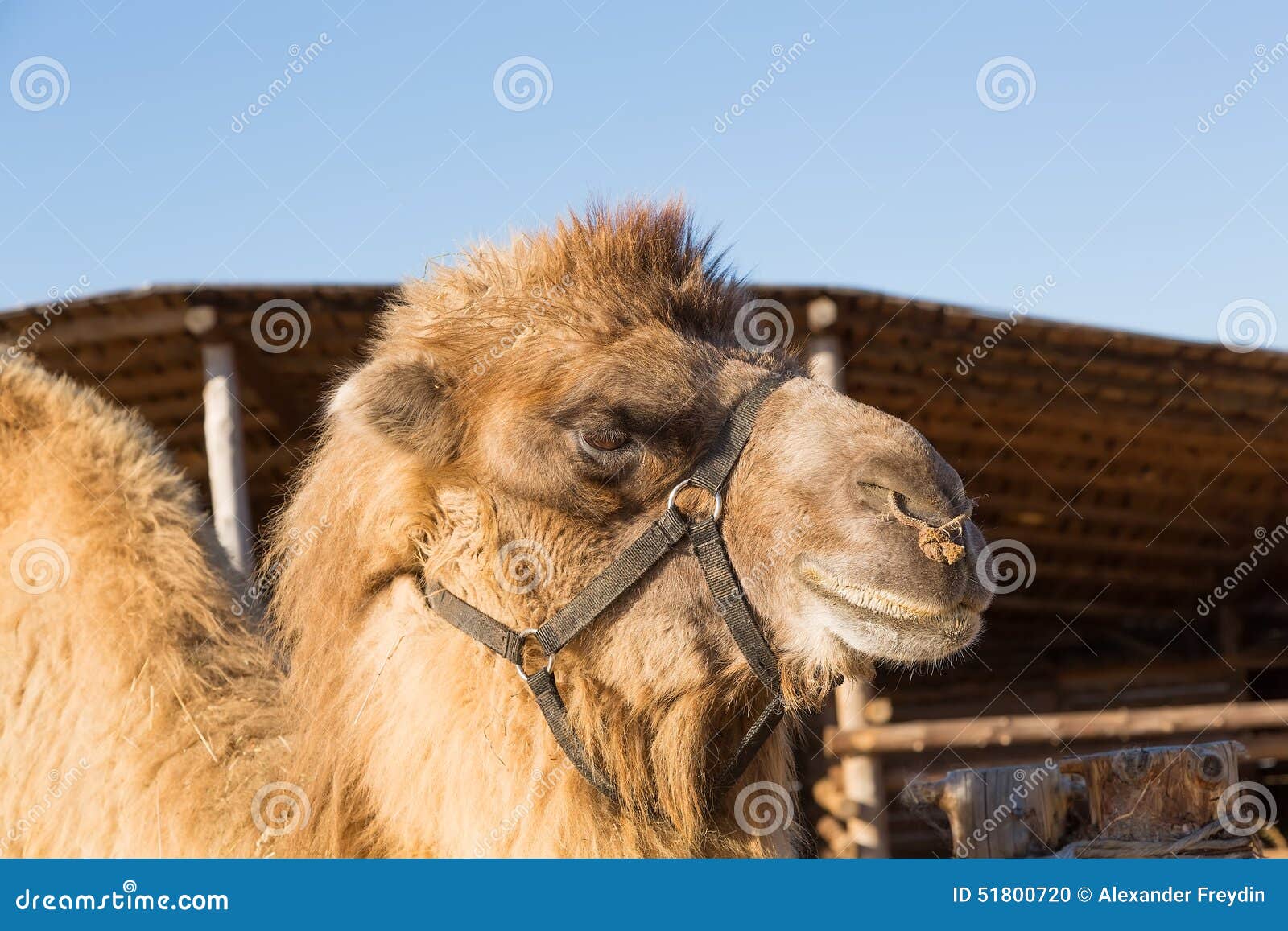 The Camel Stands on Farmstead in the Open-air Cage Stock Photo - Image ...