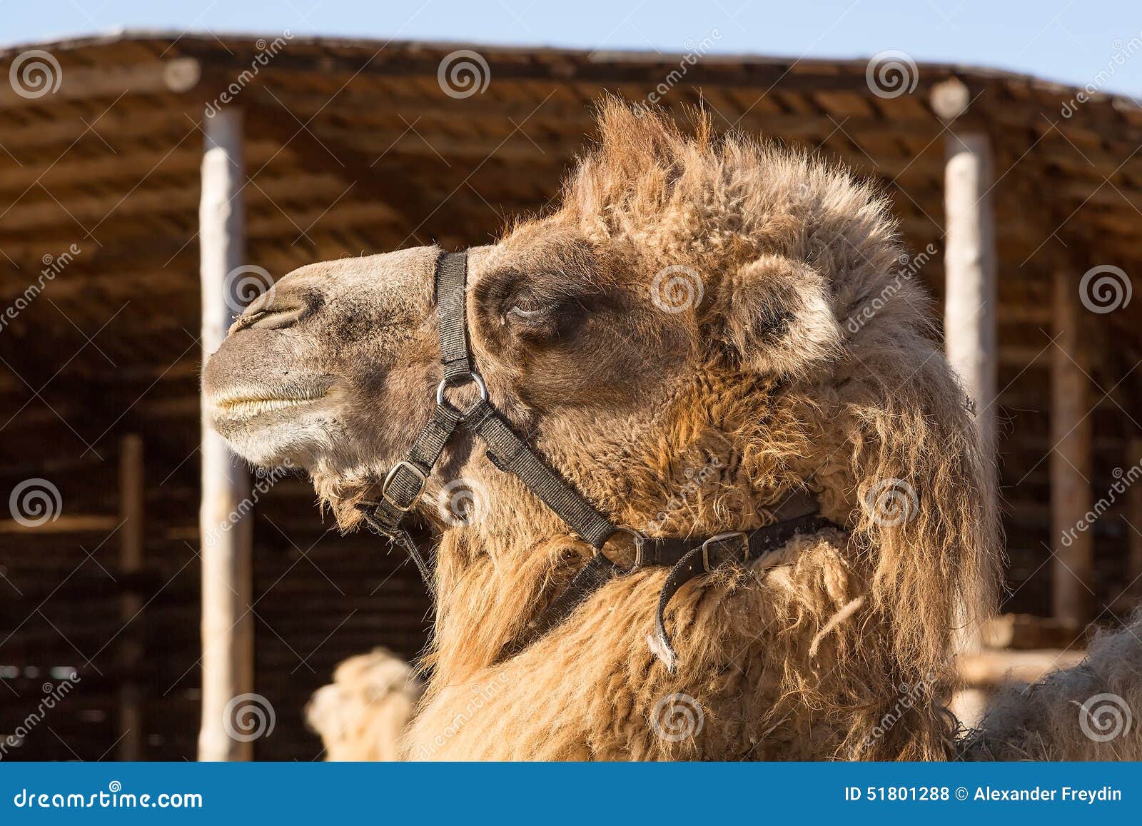 The Camel Stands on Farmstead in the Open-air Cage Stock Photo - Image ...