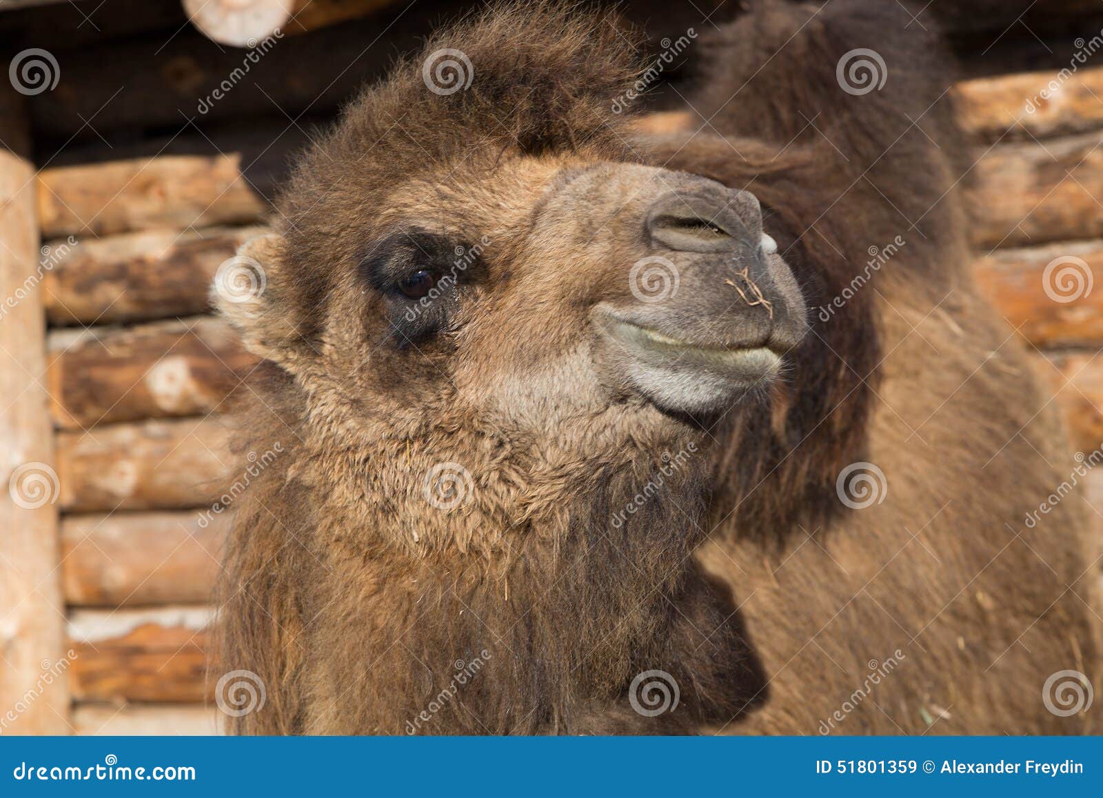 The Camel Stands on Farmstead in the Open-air Cage Stock Image - Image ...