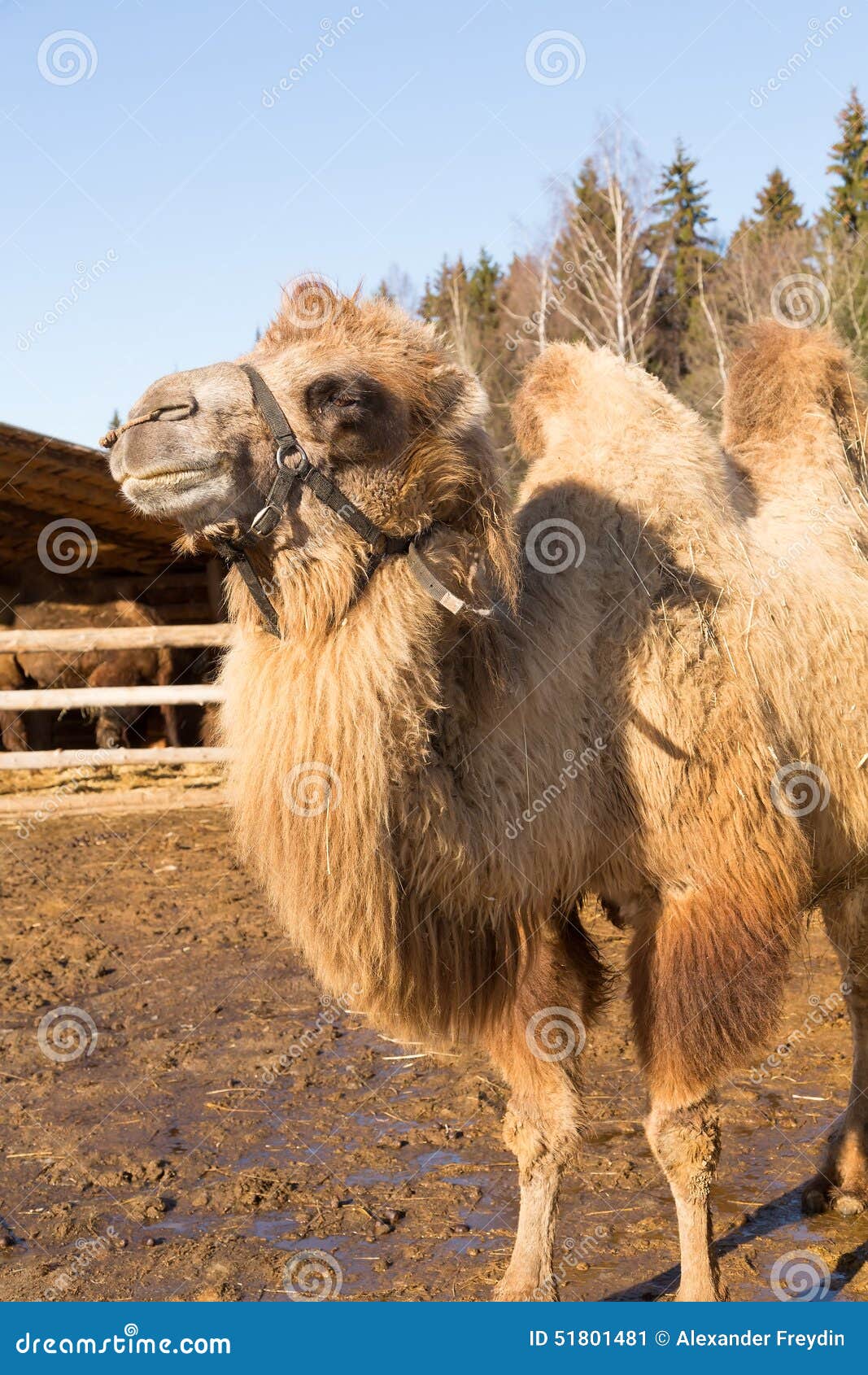 The Camel Stands on Farmstead in the Open-air Cage Stock Image - Image ...
