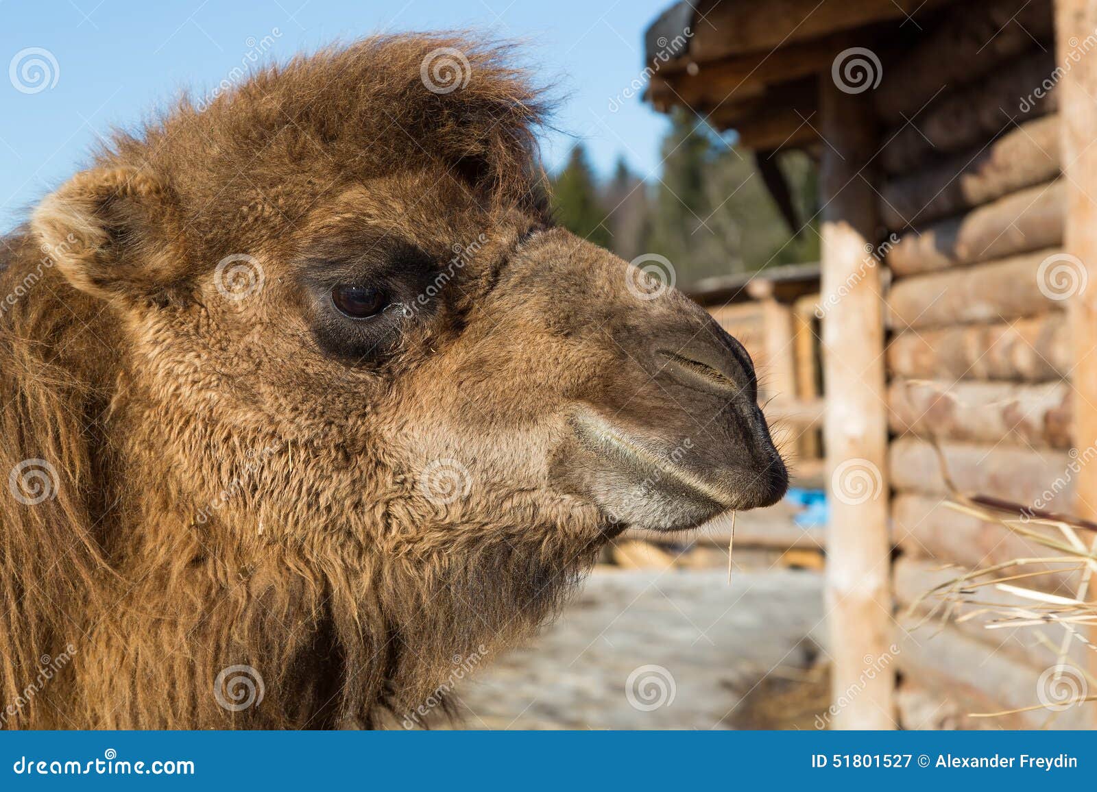 The Camel Stands on Farmstead in the Open-air Cage Stock Image - Image ...