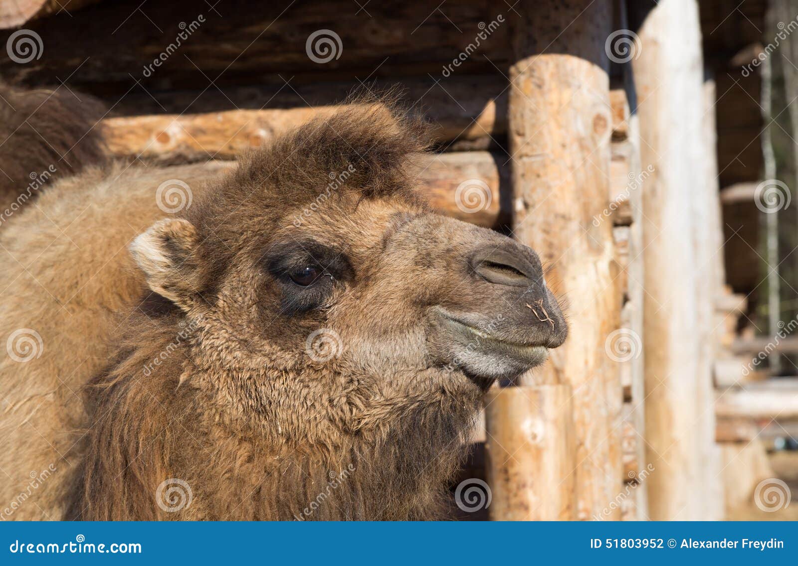 The Camel Stands on Farmstead in the Open-air Cage Stock Photo - Image ...