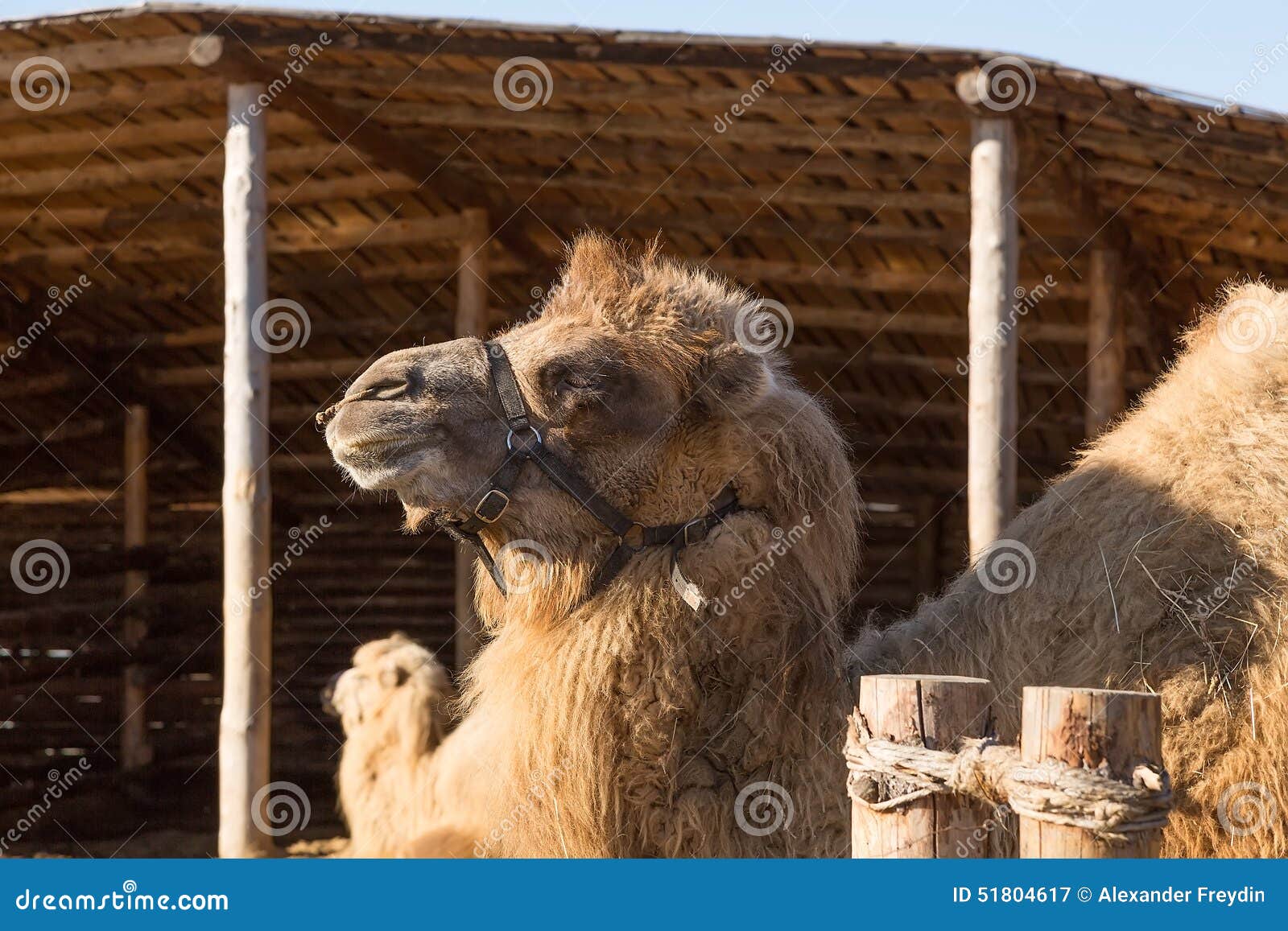 The Camel Stands on Farmstead in the Open-air Cage Stock Image - Image ...
