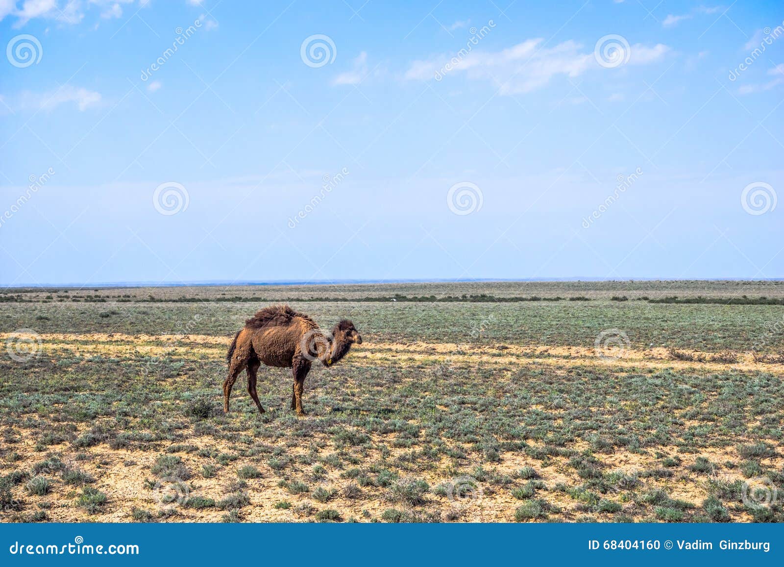 Camel Staying in Scrub Desert Stock Photo - Image of domesticated ...