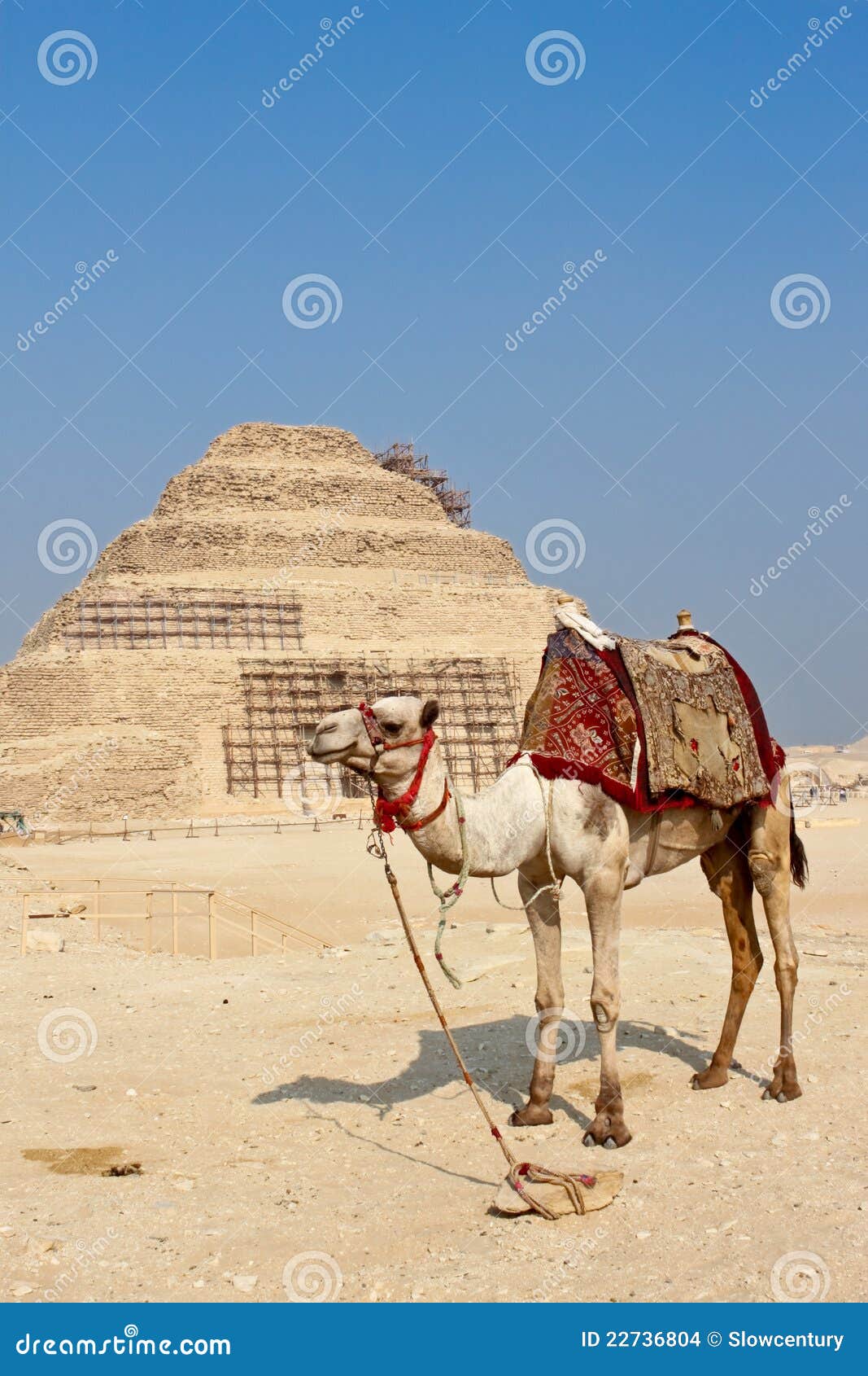 Camel and the Step Pyramid of Djoser in Saqqara Stock Photo - Image of ...