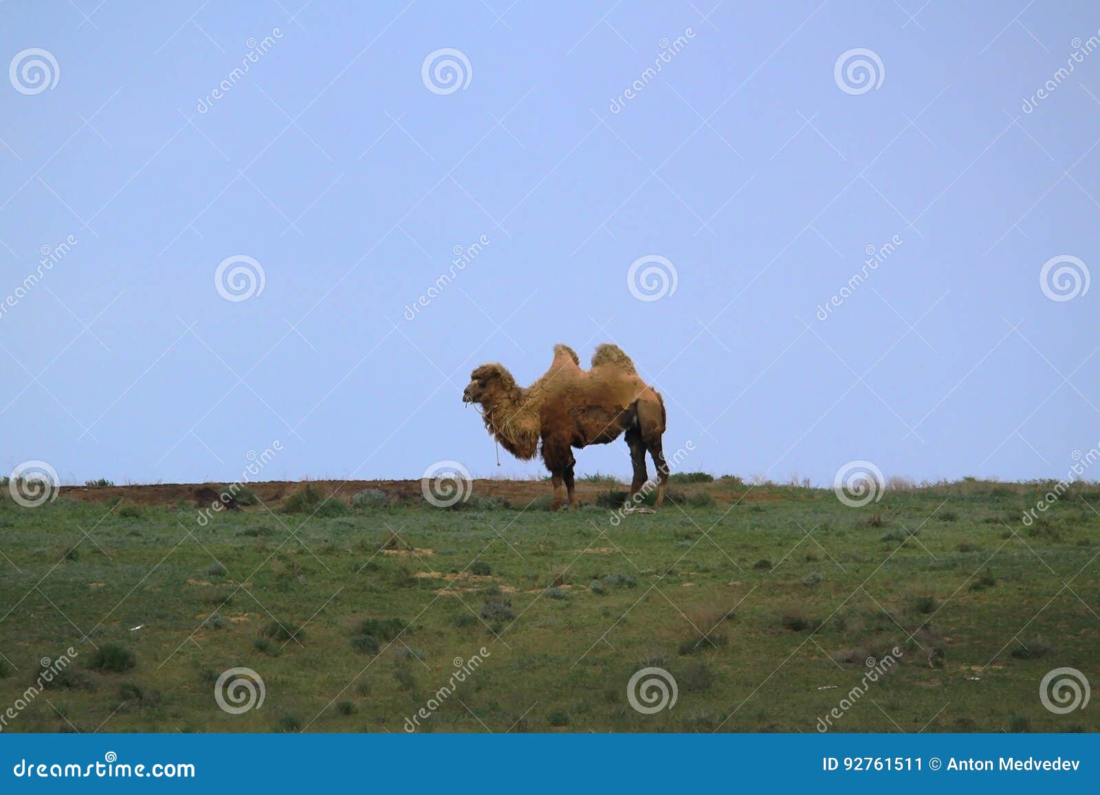 Camel in Steppe Standing at the Spring Time Stock Image - Image of ...