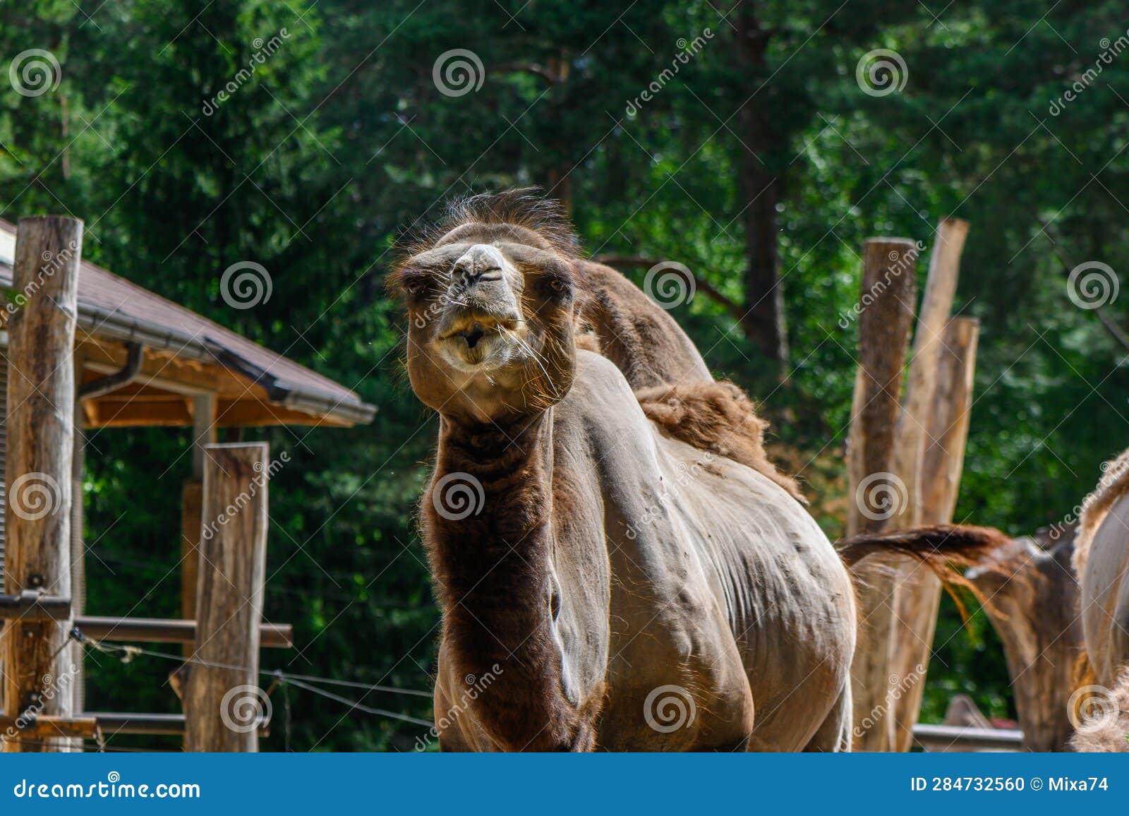 Camel in Summer at the Riga Zoo 17 Stock Photo - Image of captivity ...