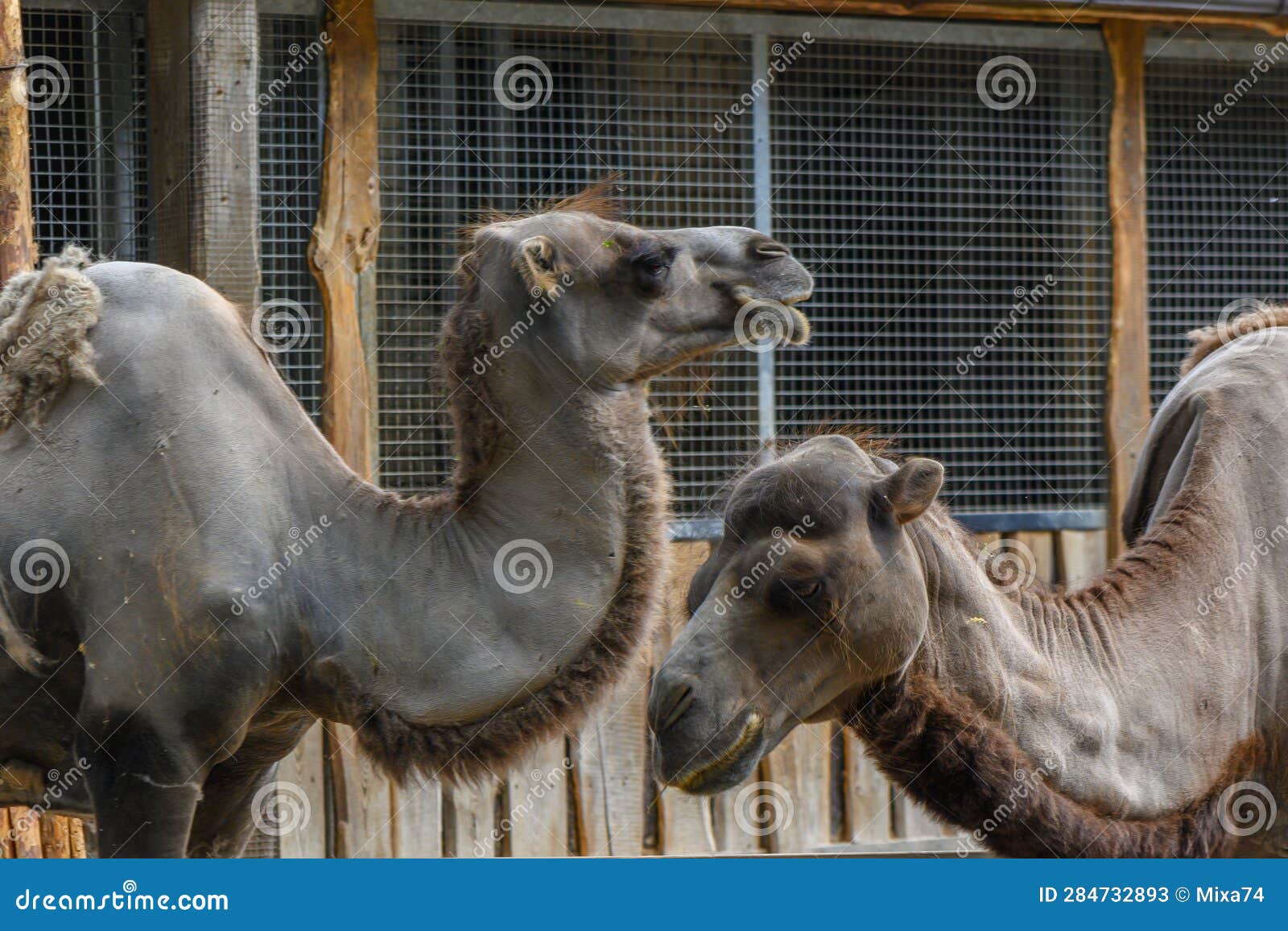 Camel in Summer at the Riga Zoo 10 Stock Image - Image of dromedary ...