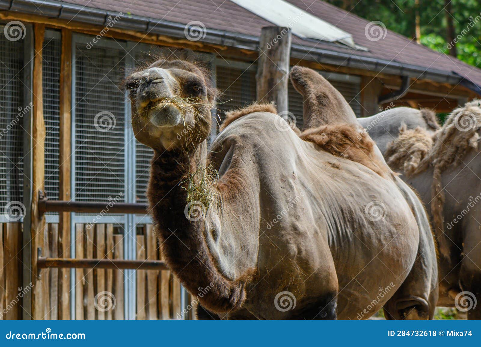 Camel in Summer at the Riga Zoo 15 Stock Photo - Image of outdoor ...