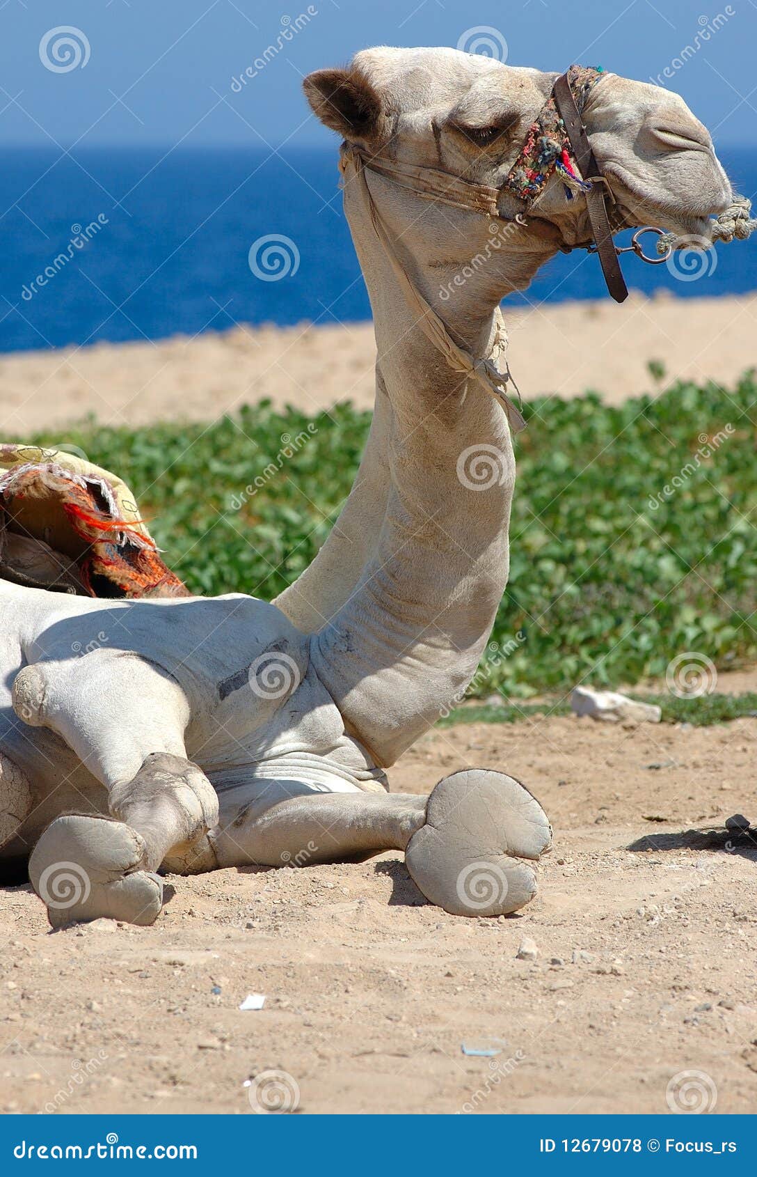 Camel at sun stock photo. Image of animal, danger, exotic - 12679078
