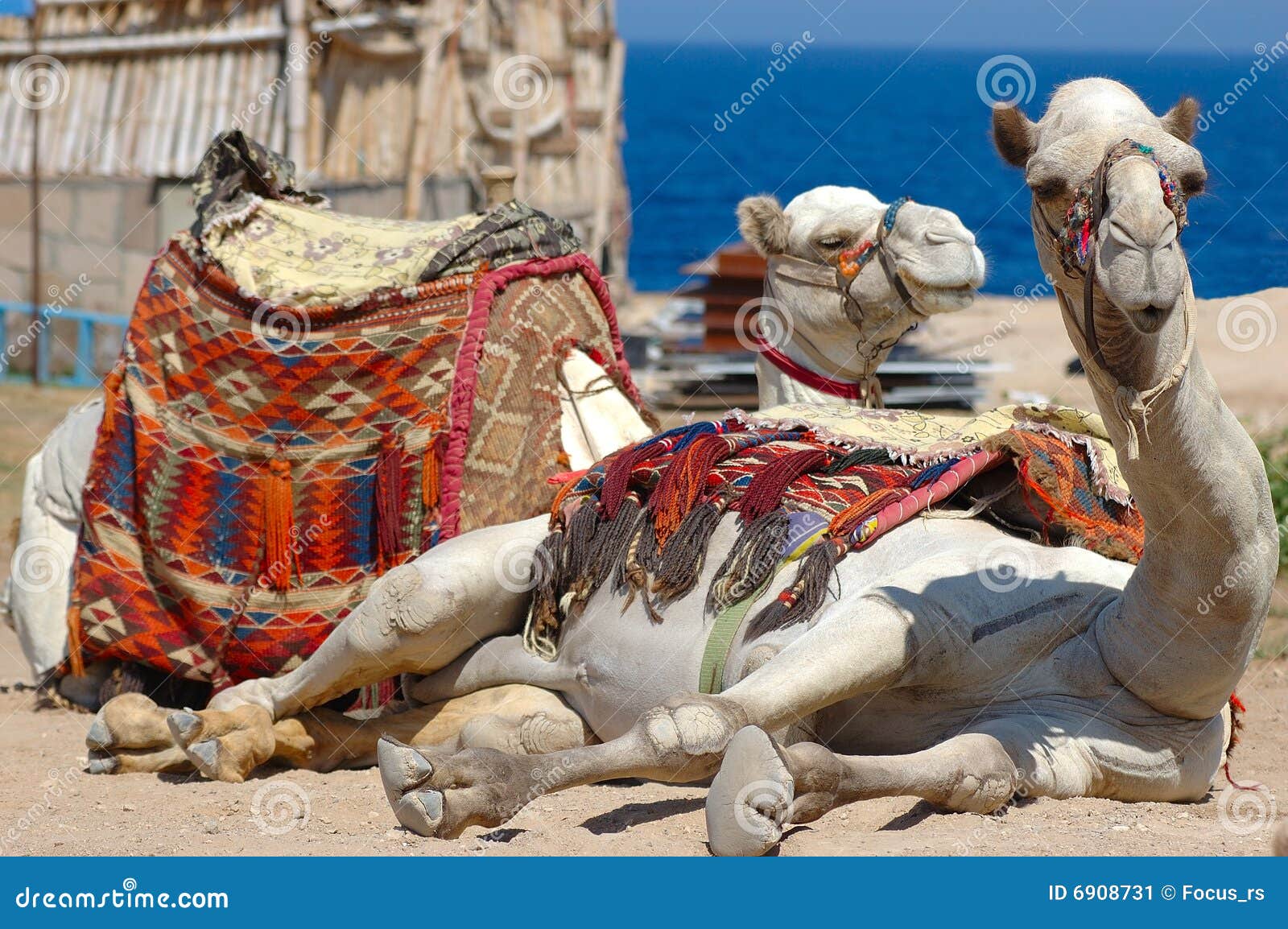 Camel at sun stock image. Image of famous, construction - 6908731