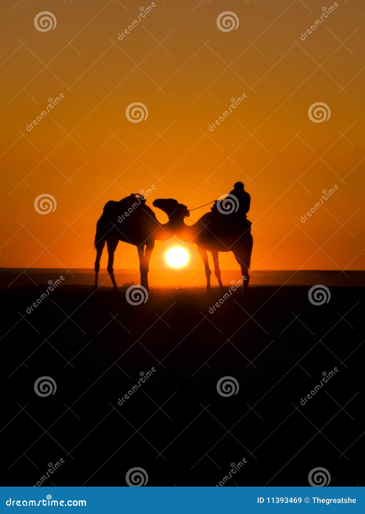 Camel sunset stock image. Image of color, ethnicity, animals - 11393469
