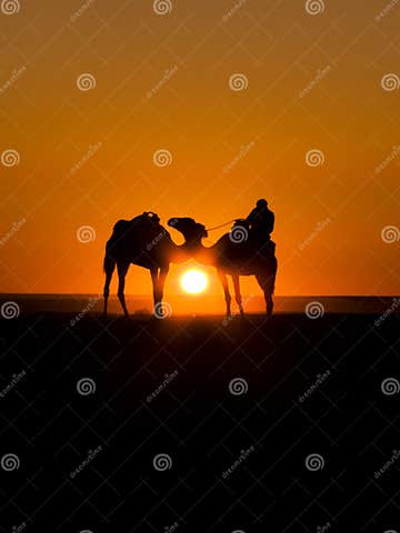 Camel sunset stock image. Image of color, ethnicity, animals - 11393469