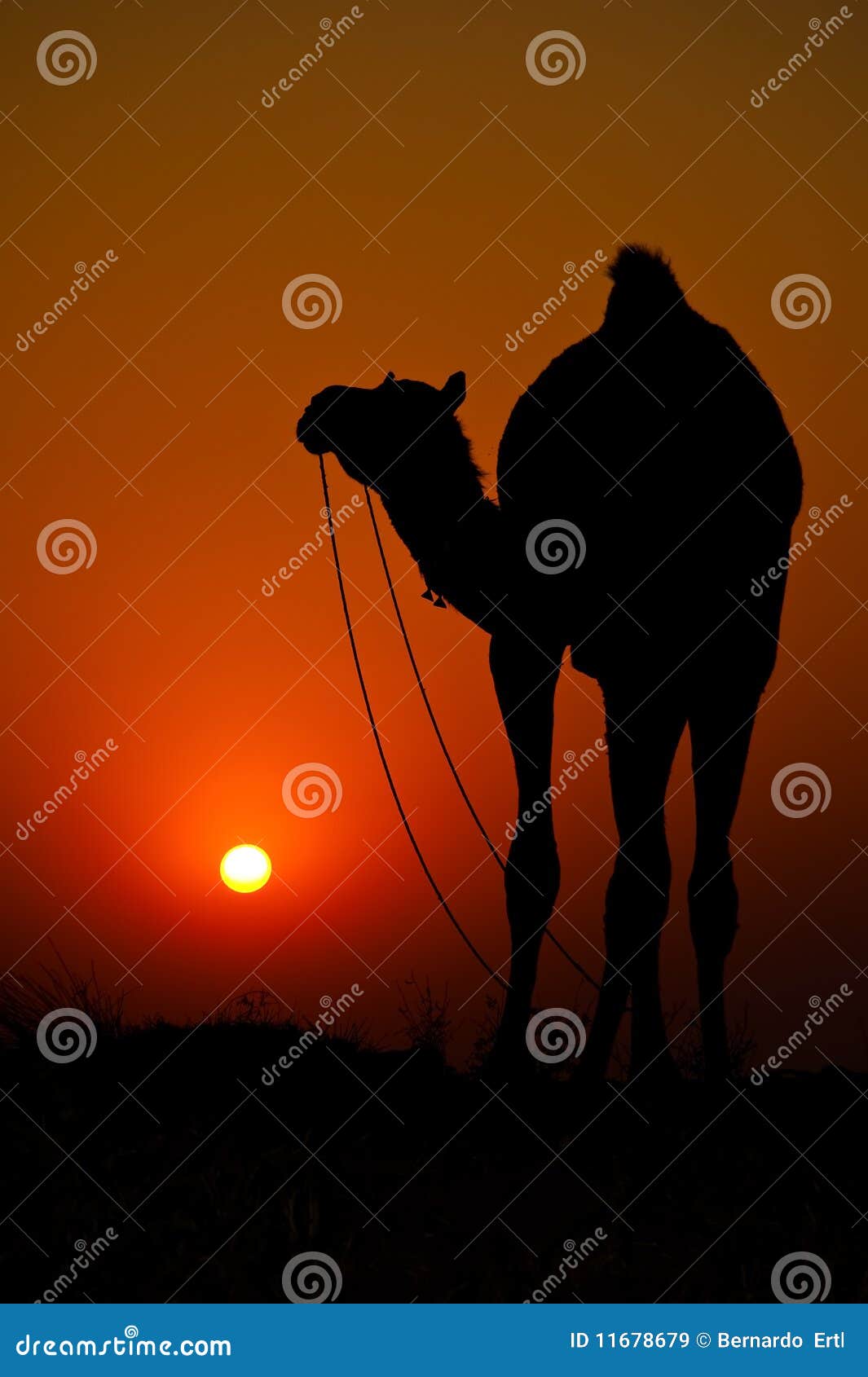 Camel at sunset stock image. Image of isolated, sunrise - 11678679