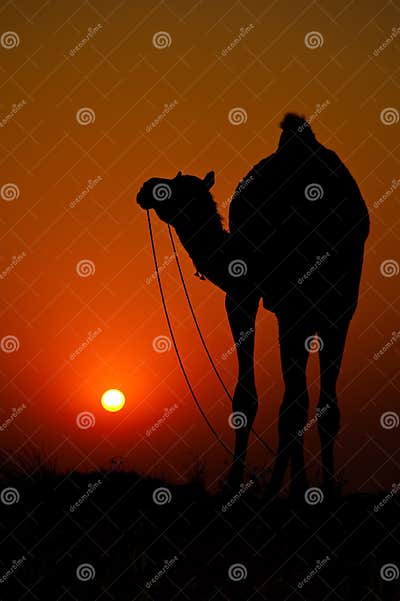 Camel at sunset stock image. Image of isolated, sunrise - 11678679
