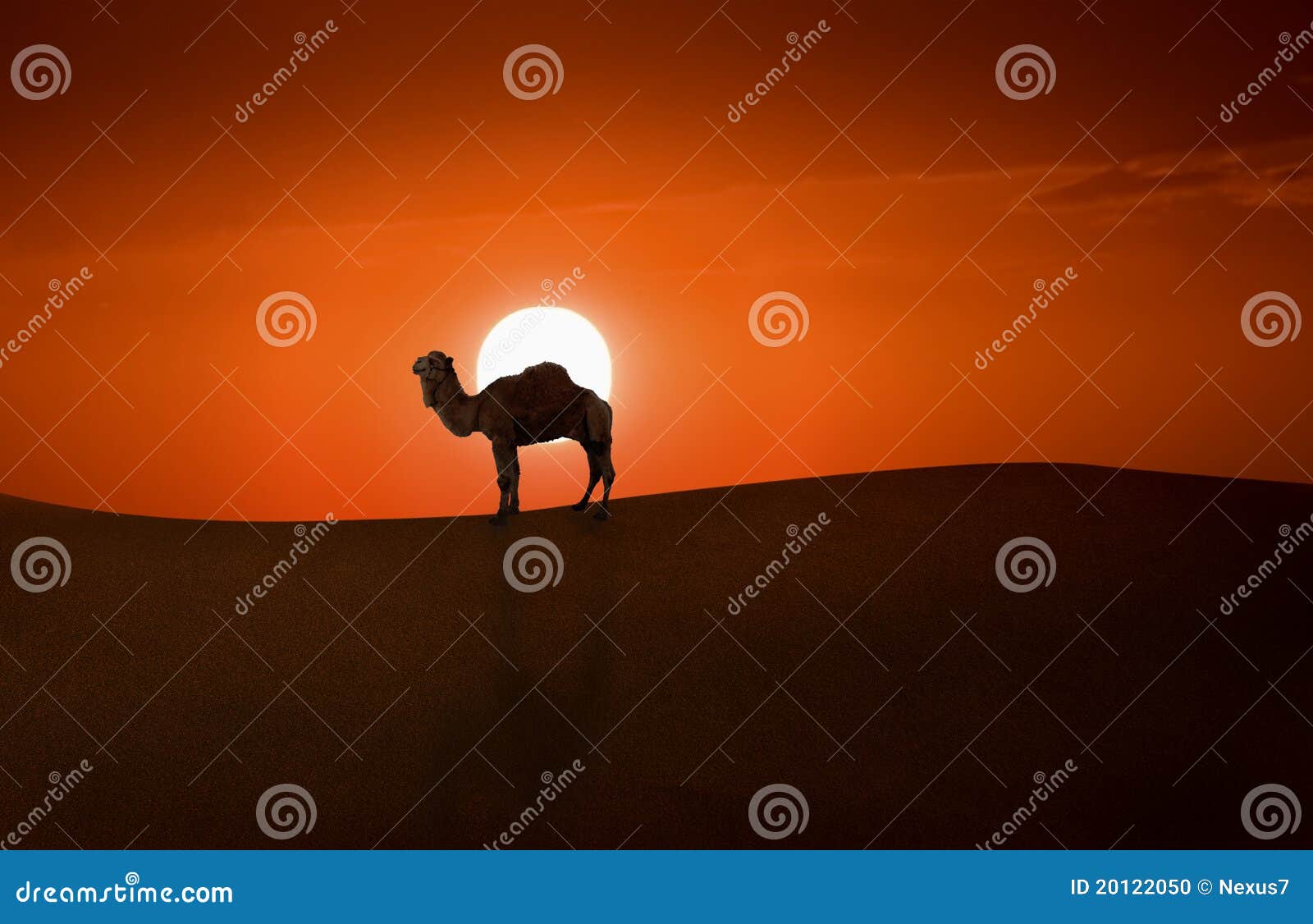 Camel and Sunset stock photo. Image of sunset, hill, africa - 20122050