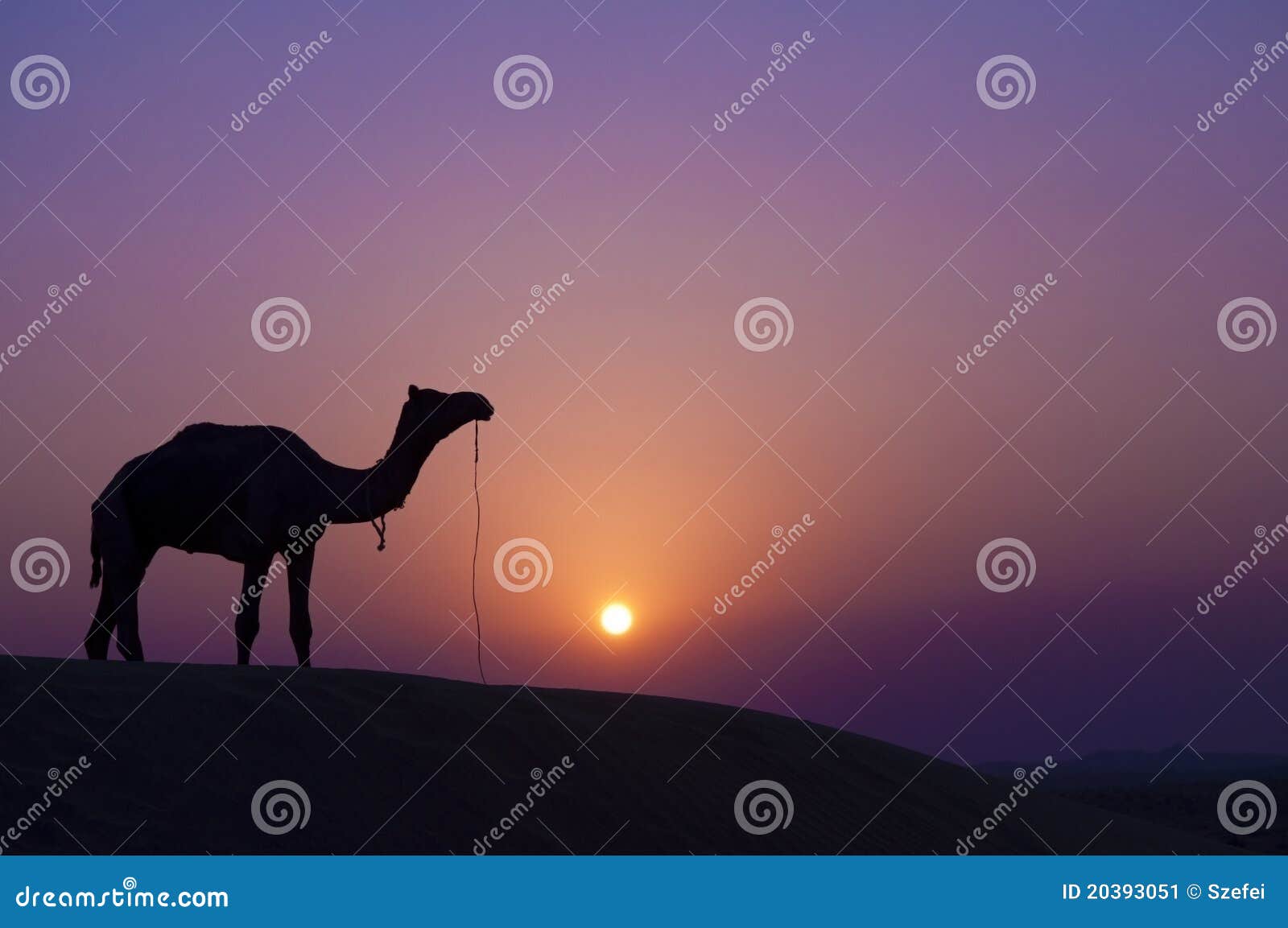 Camel at sunset stock image. Image of black, beauty, desert - 20393051