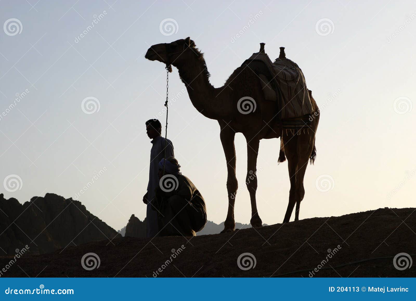 Camel in sunset stock image. Image of tourists, staring - 204113