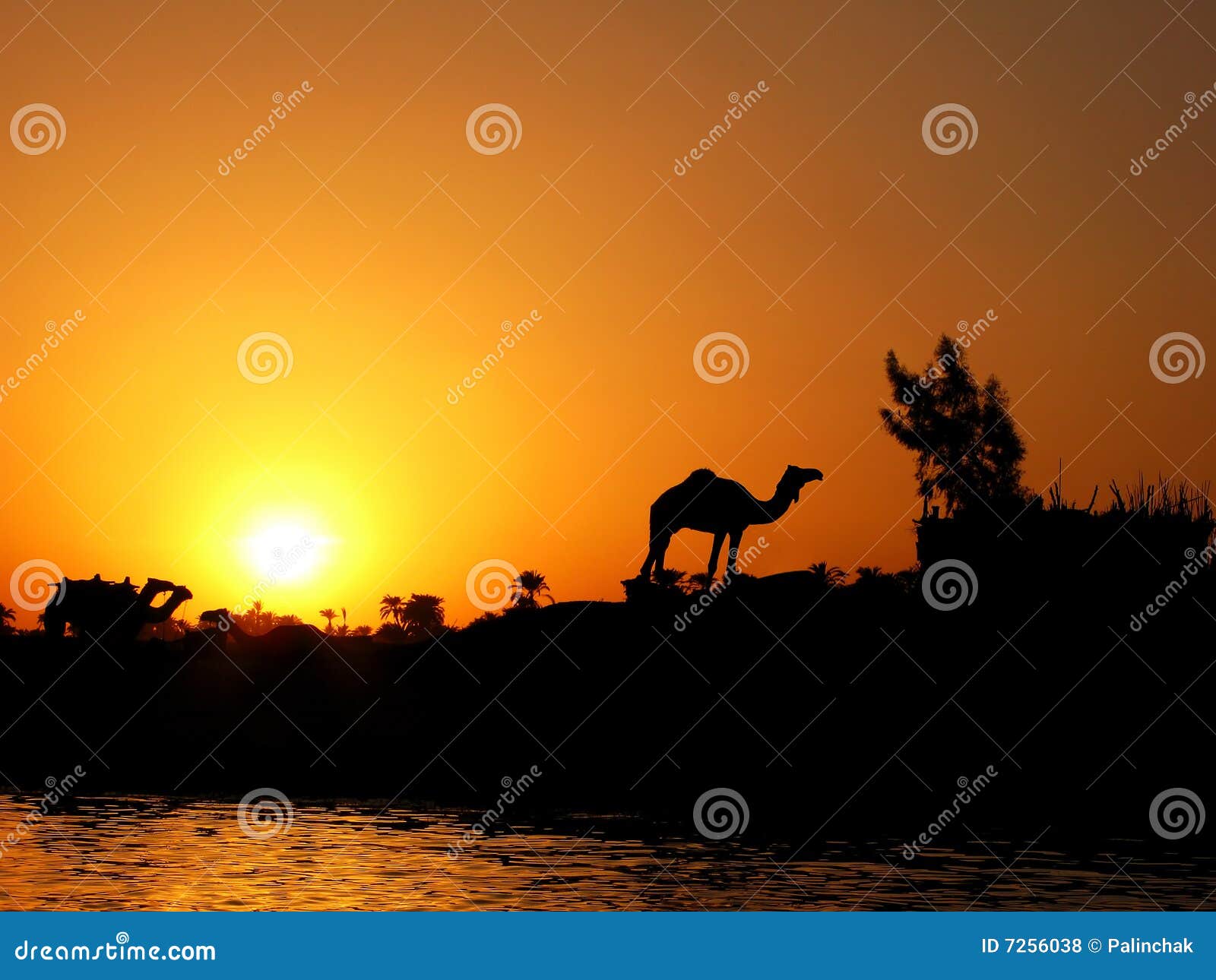 Camel and sunset stock photo. Image of palms, luxor, tree - 7256038