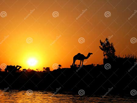 Camel and sunset stock photo. Image of palms, luxor, tree - 7256038