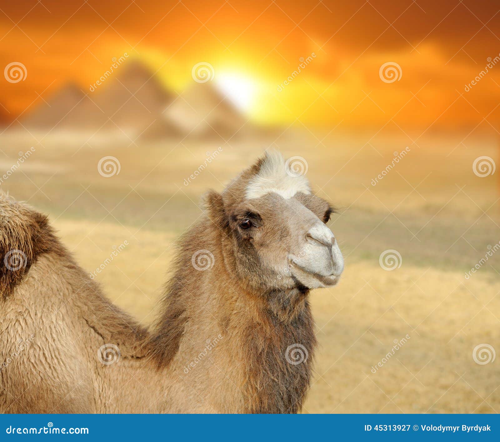 Camel at sunset stock image. Image of egyptian, african - 45313927