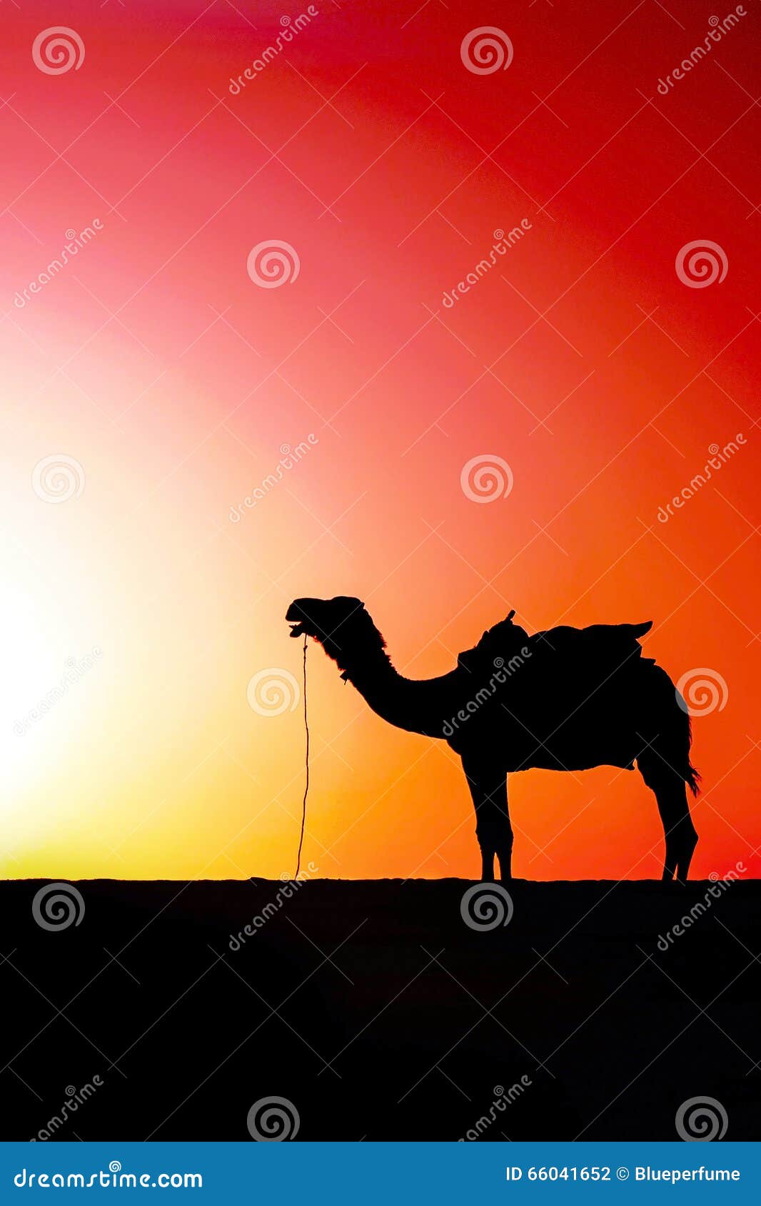 Camel at sunset stock photo. Image of sunrise, yellow - 66041652