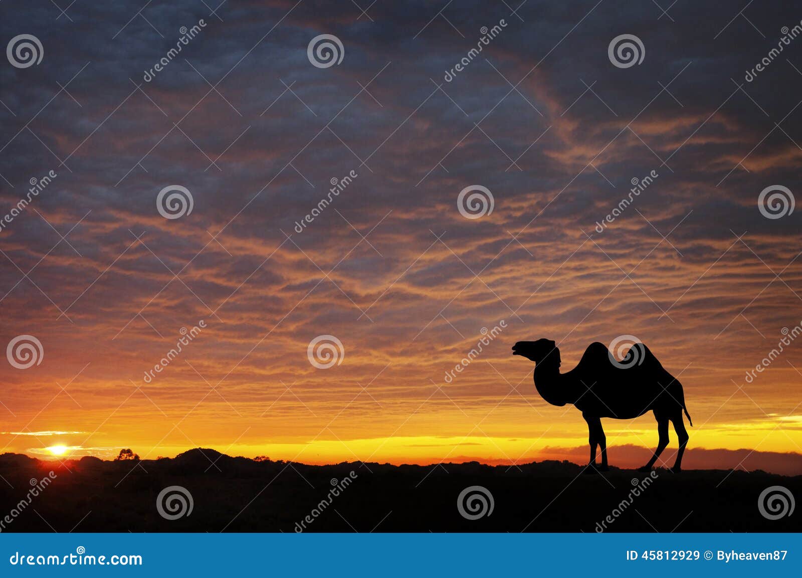 Camel at sunset stock image. Image of evening, national - 45812929