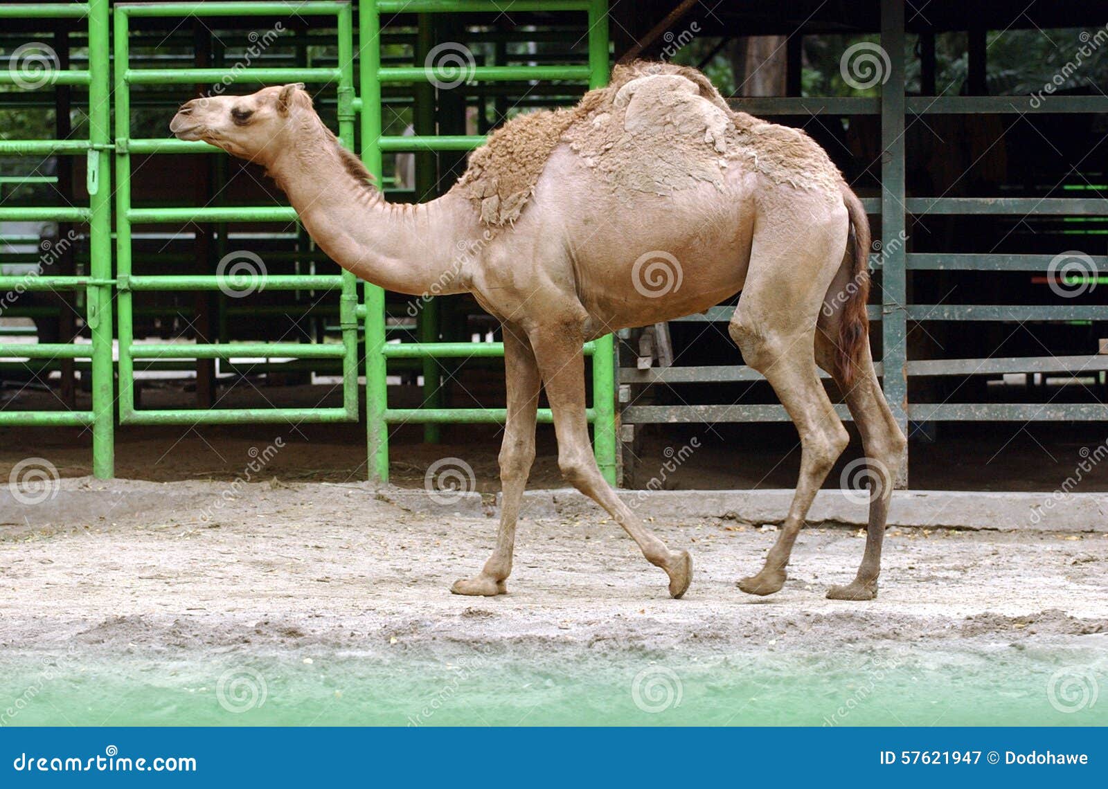 Camel stock image. Image of detail, surabaya, hump, green - 57621947
