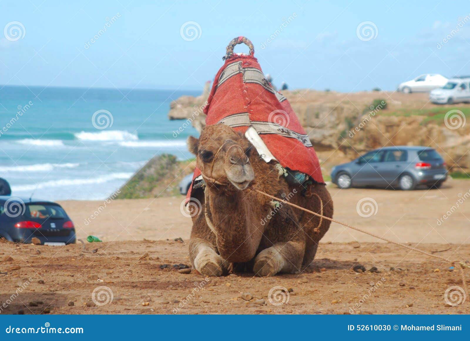 Camel editorial image. Image of tangier, morocco, animal - 52610030