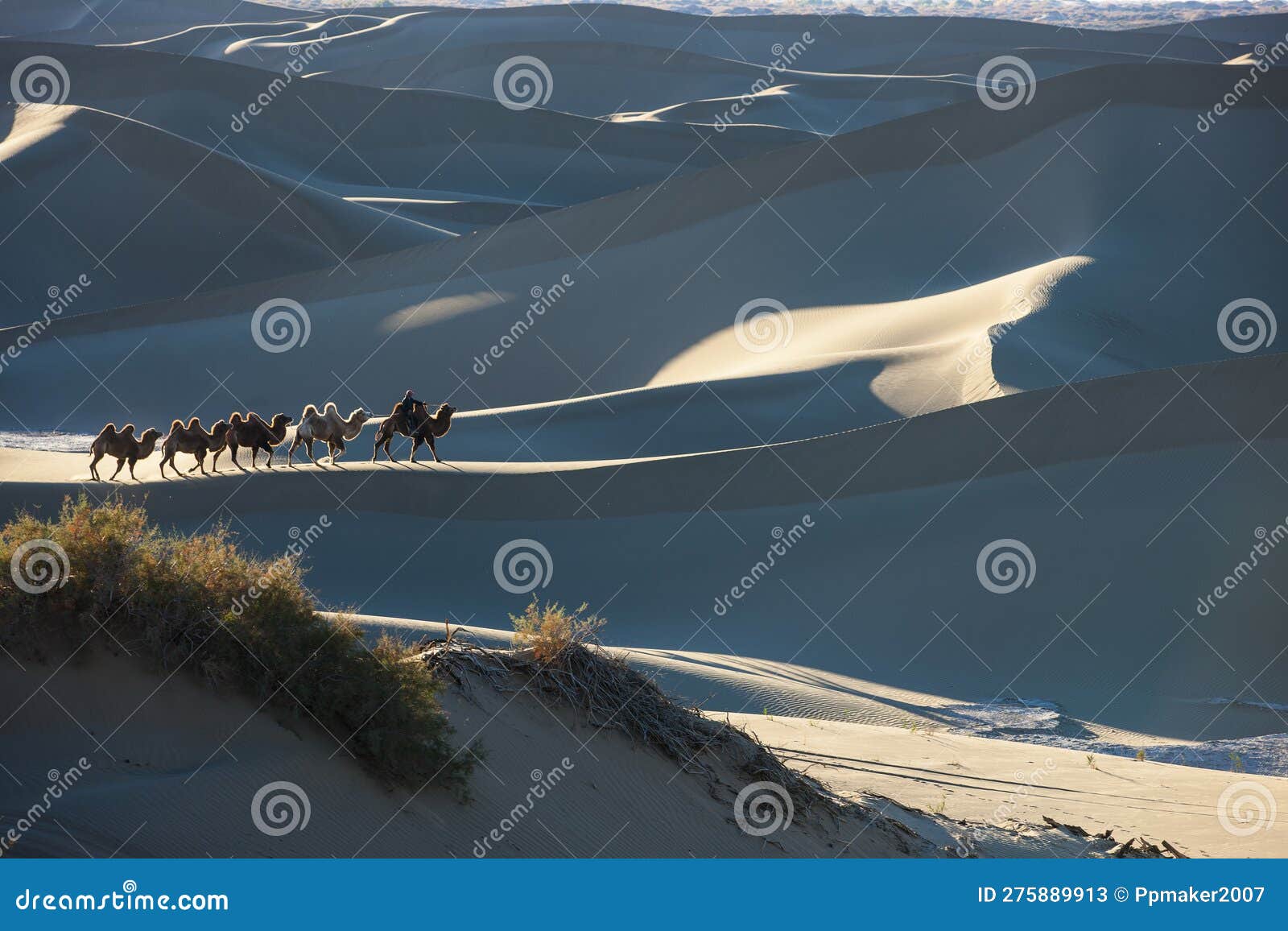 The Camel Teams Walking in the Desert Stock Image - Image of walking ...