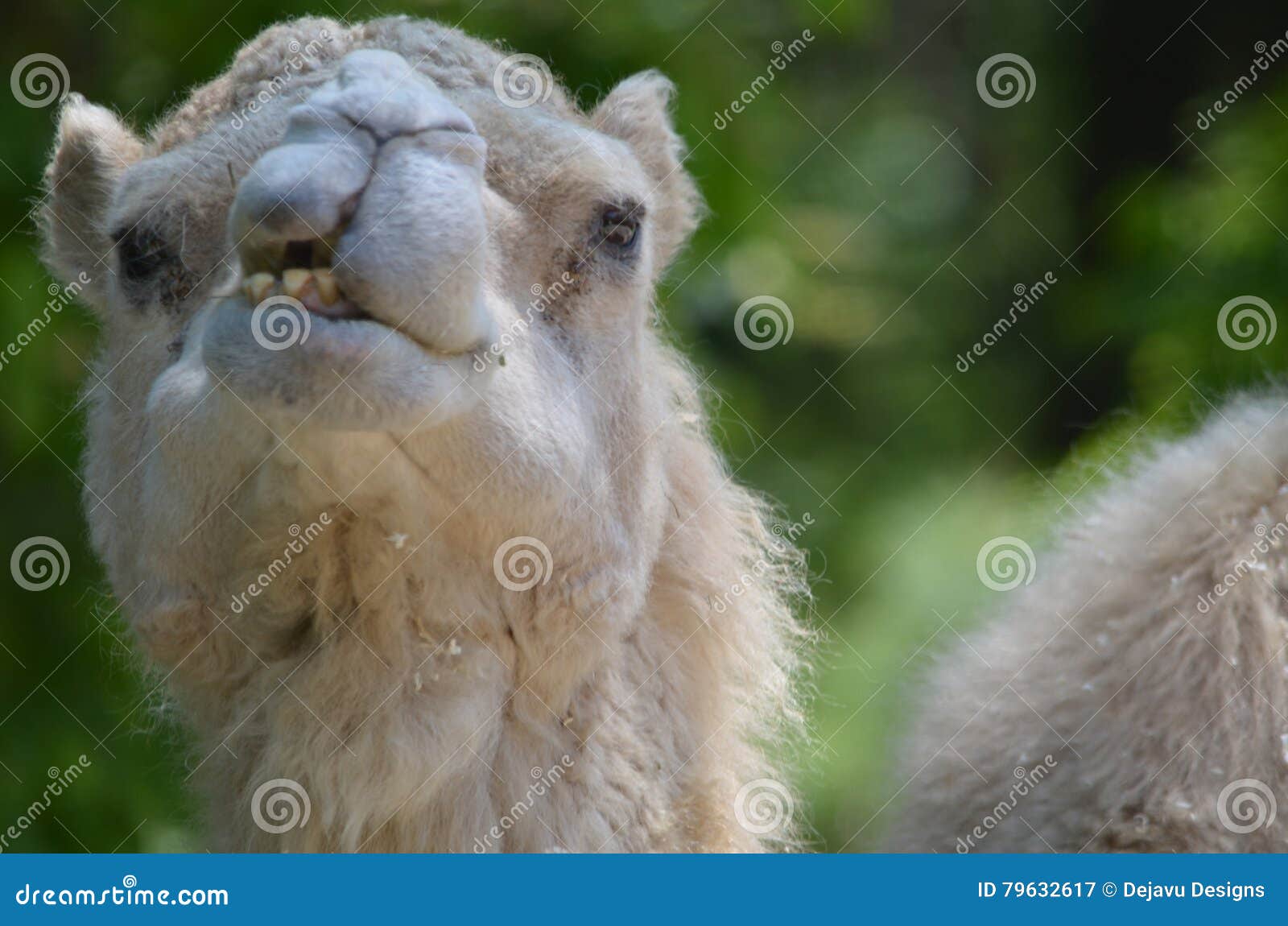 Camel with Teeth Chewing As he Grazes Stock Image - Image of ...