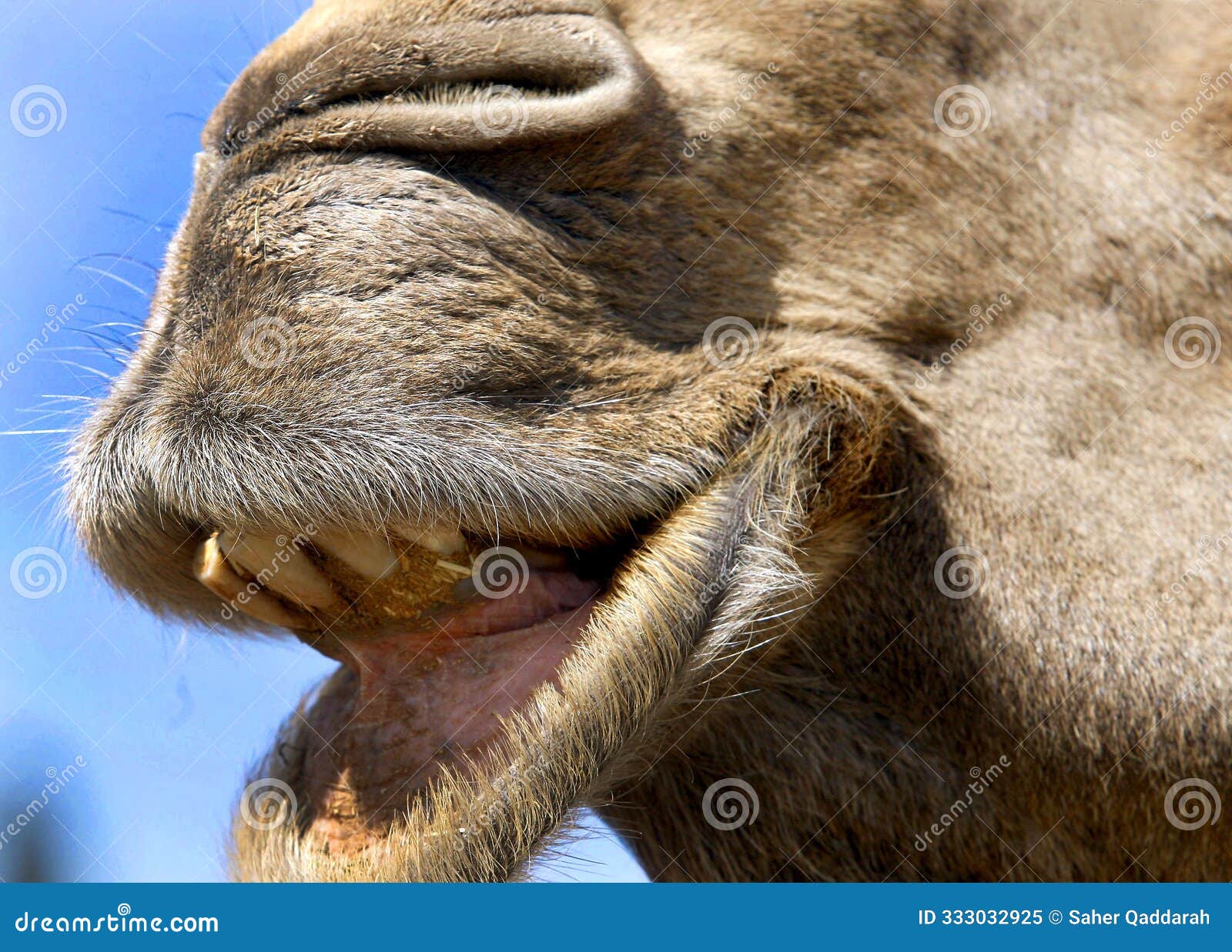 Camel teeth stock image. Image of animal, primate, gorilla - 333032925