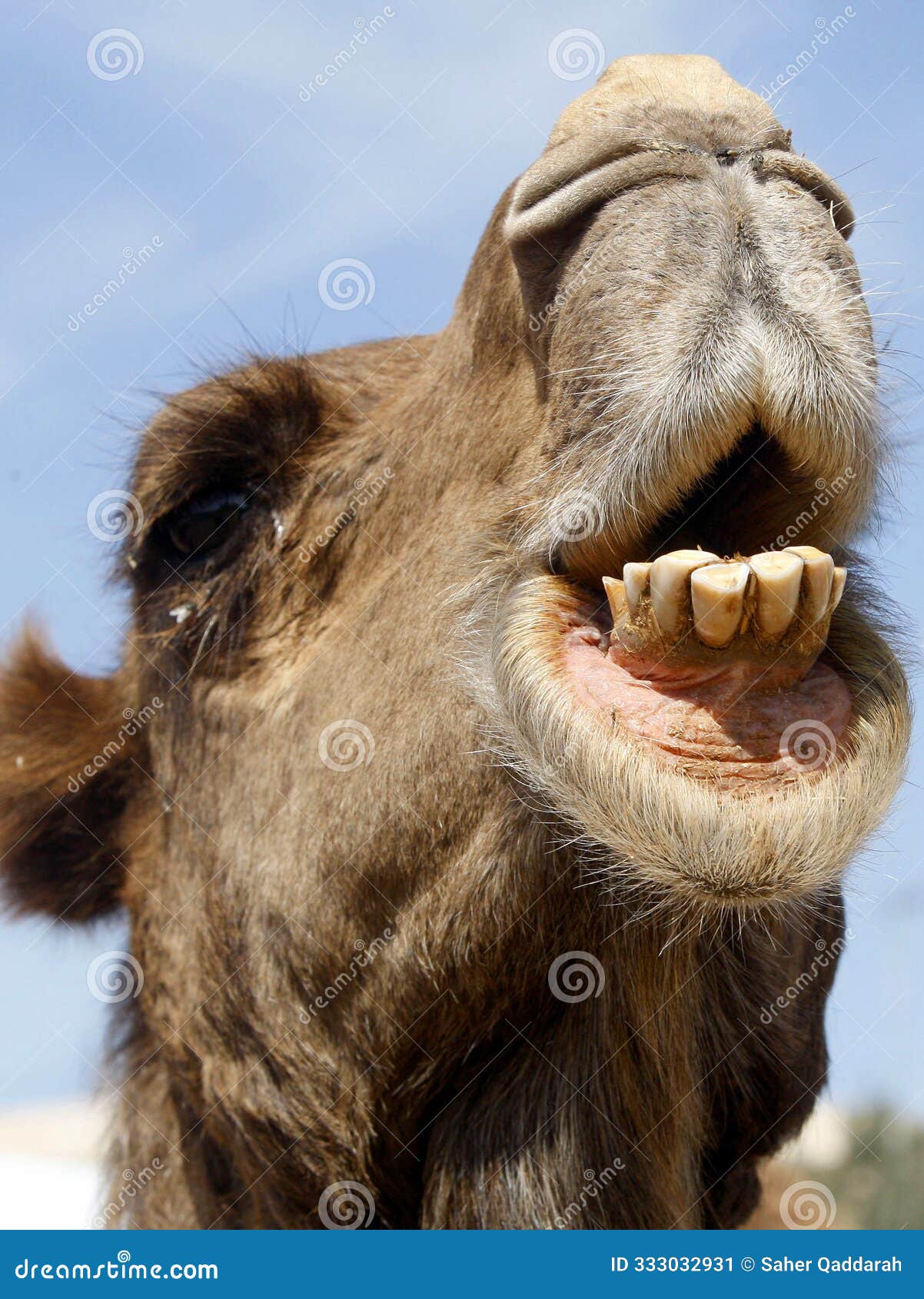 Camel teeth stock image. Image of organ, mane, bovine - 333032931