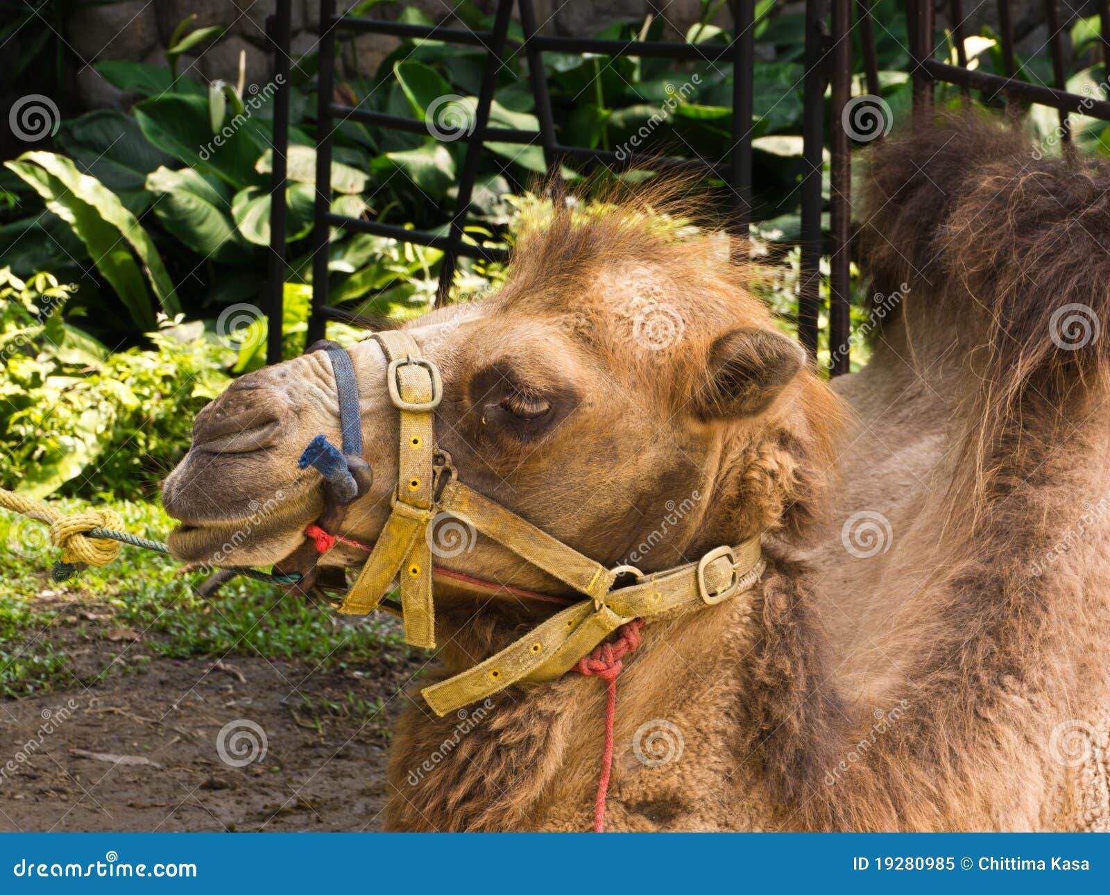 Camel in Thailand stock image. Image of natural, asia - 19280985