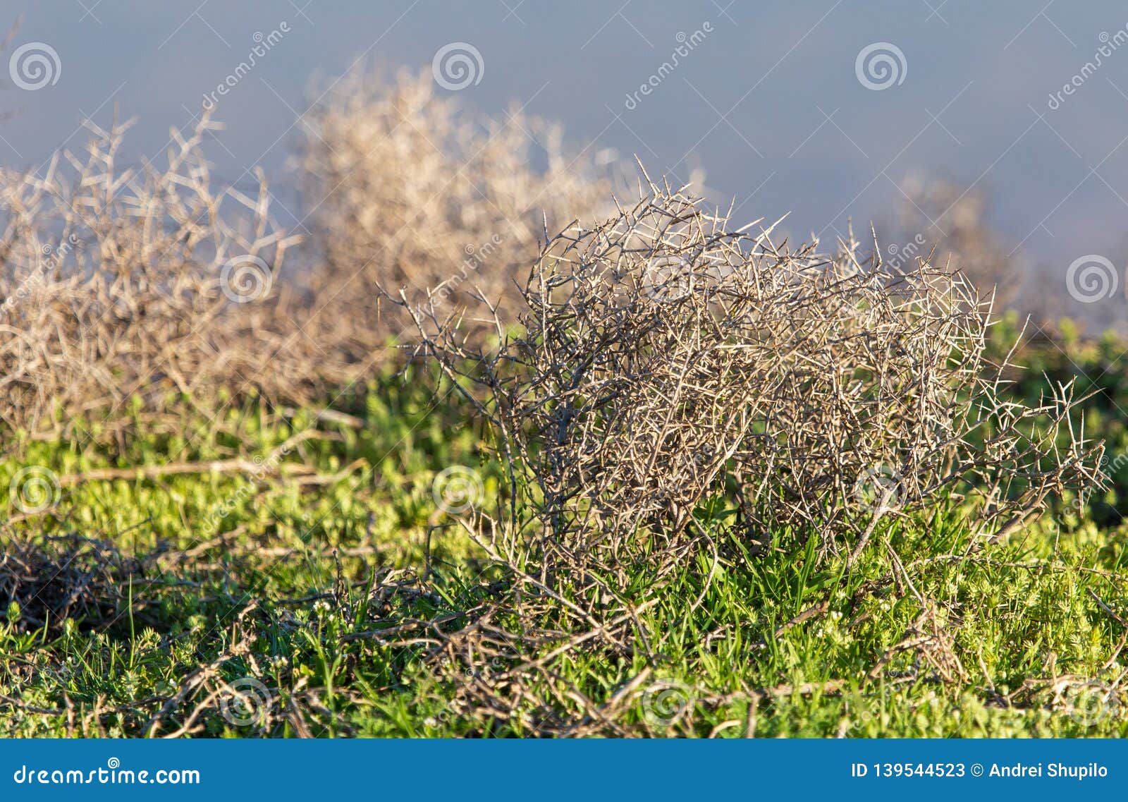 Camel Thorn in a Field in Spring Stock Image - Image of autumn, garden ...