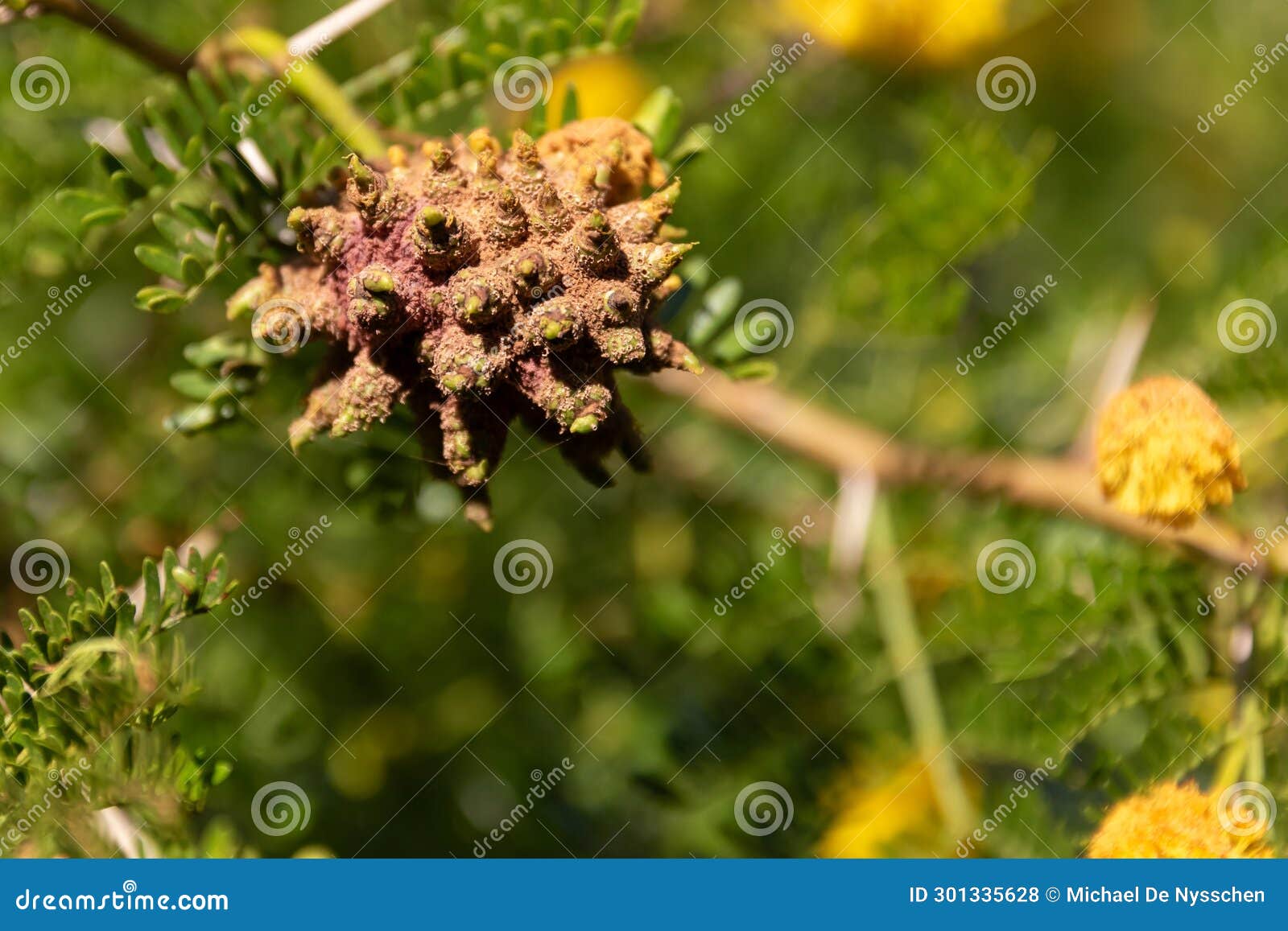Camel thorn tree stock photo. Image of shrub, autumn - 301335628