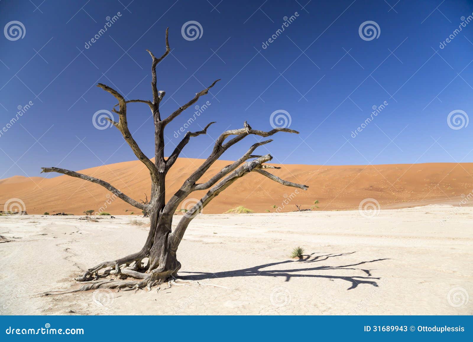 Camel Thorn Tree - Deadvlei Stock Image - Image of namib, travel: 31689943