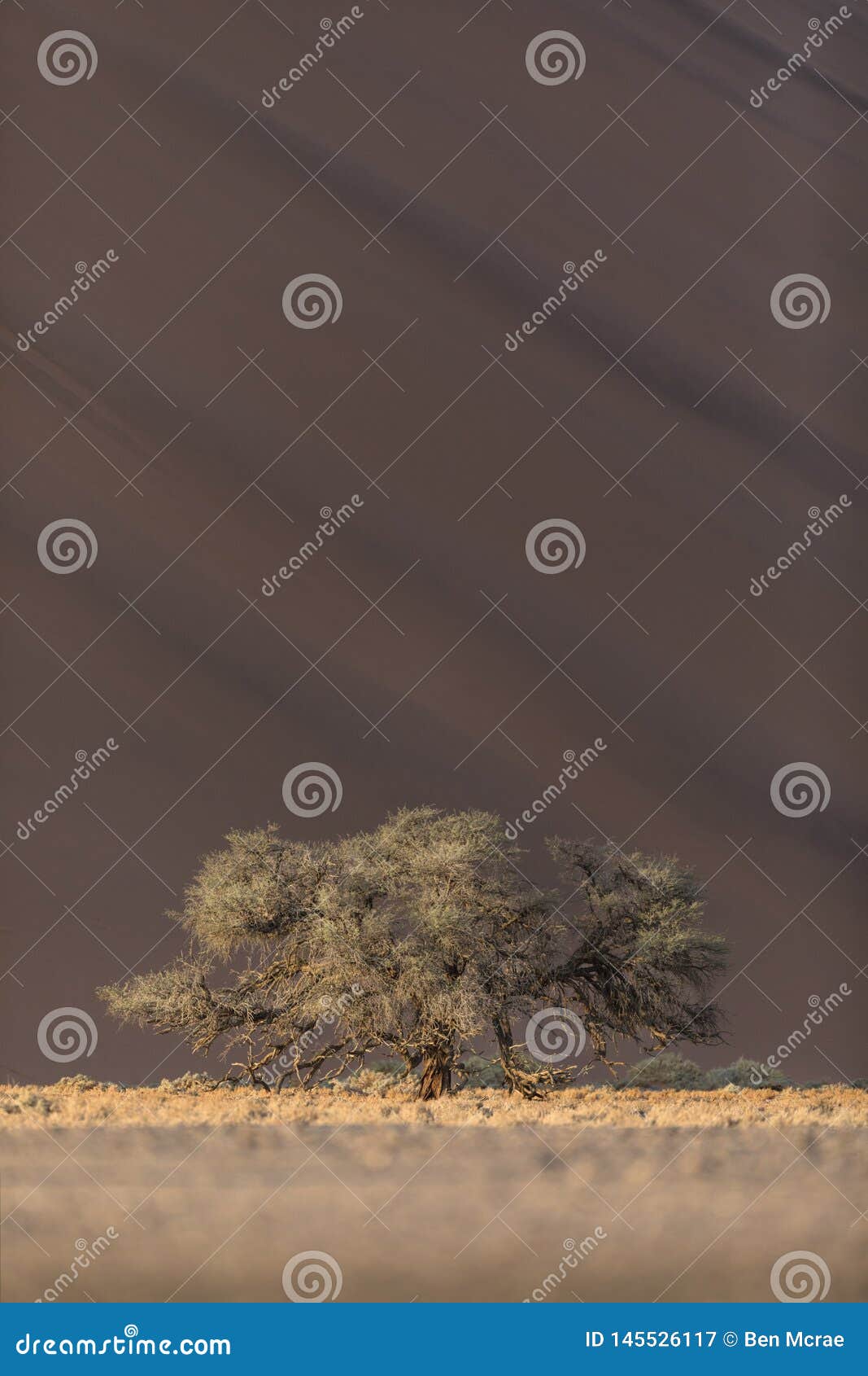 A Camel Thorn Tree in Namibia Stock Image - Image of yellow, southern ...